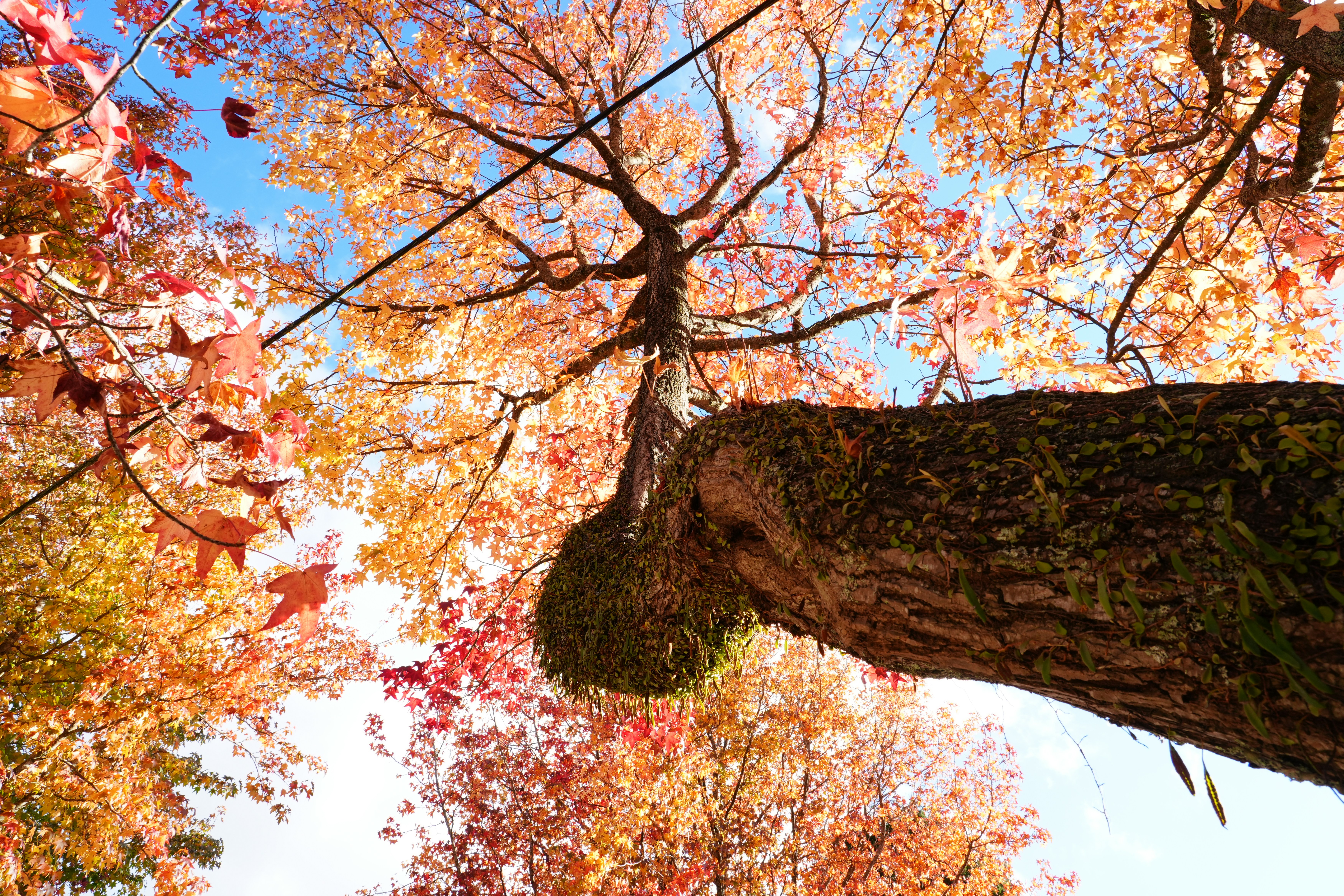 Skyward Cathedral: Autumn Branches Reach for Light