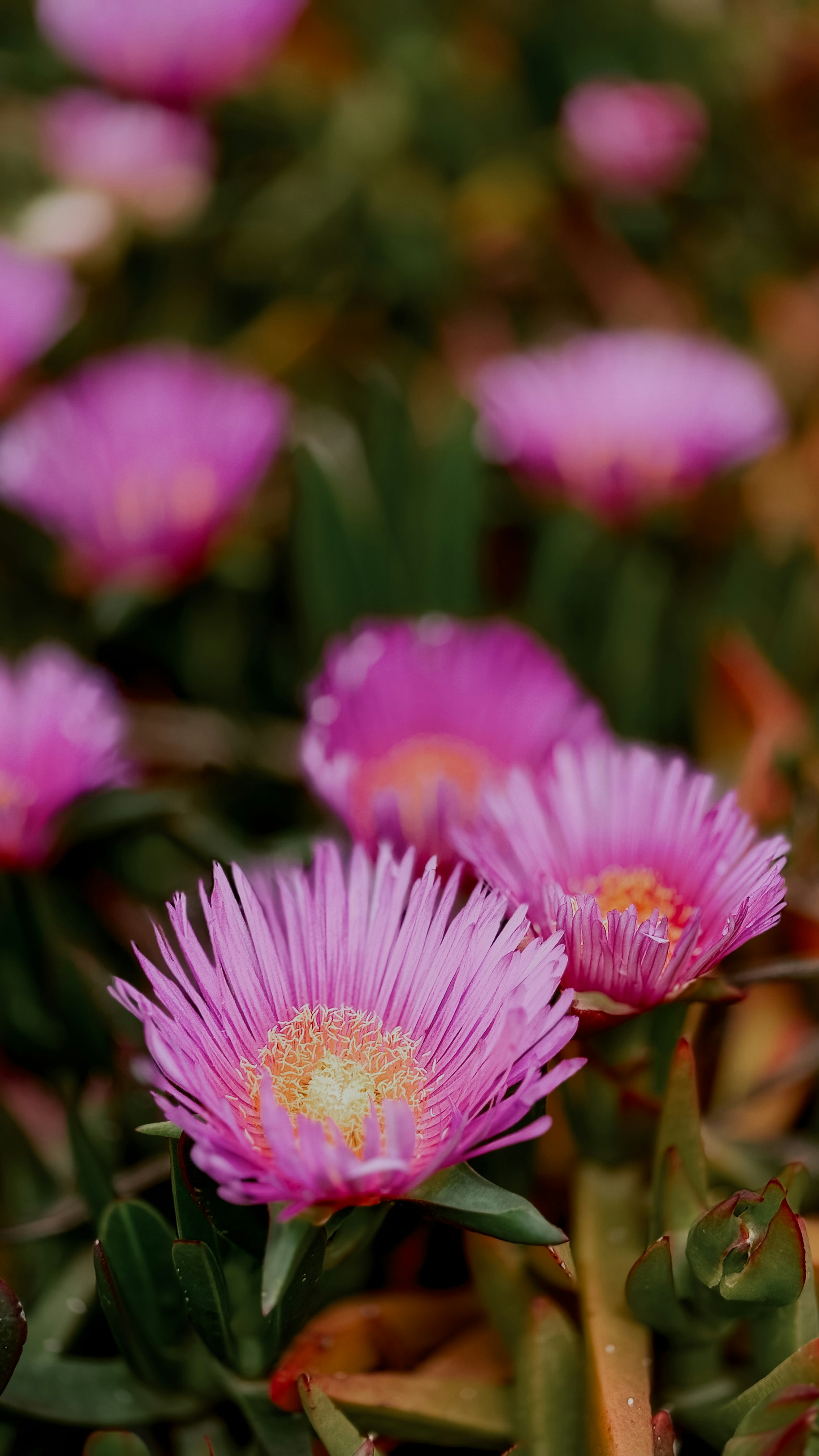 Pink Sea of Petals: Close-Up of Graceful Gysophila Blades