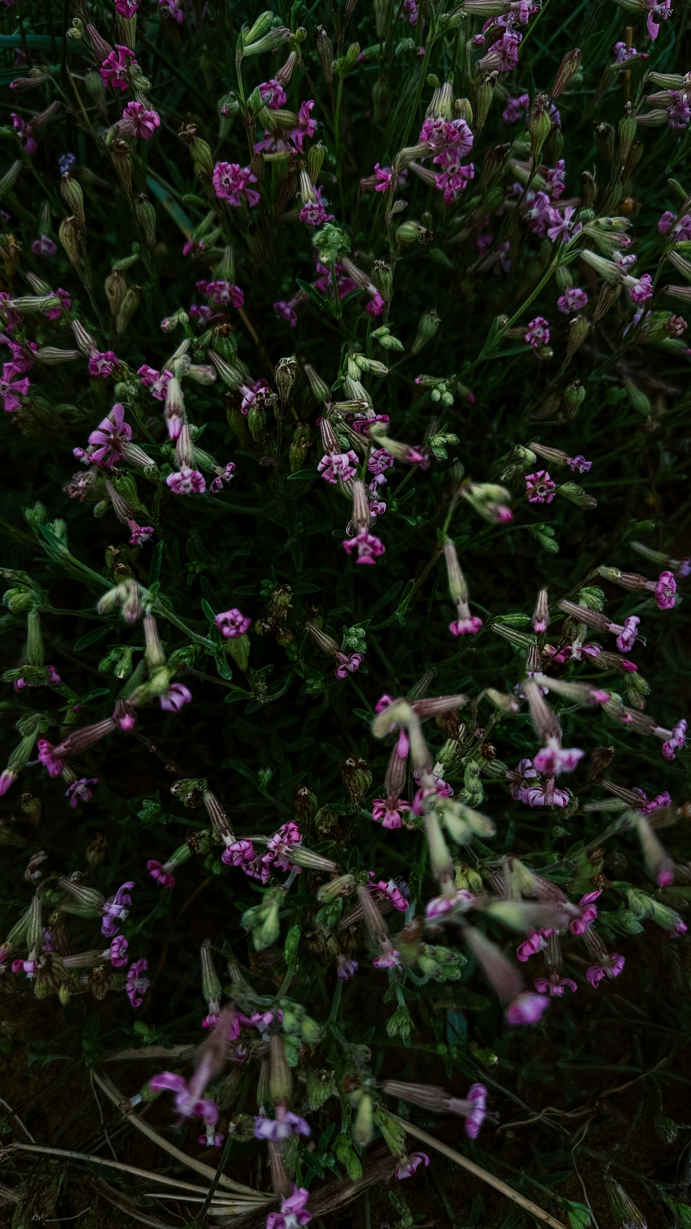 Midnight Bloom: a dense tapestry of tiny pink bells