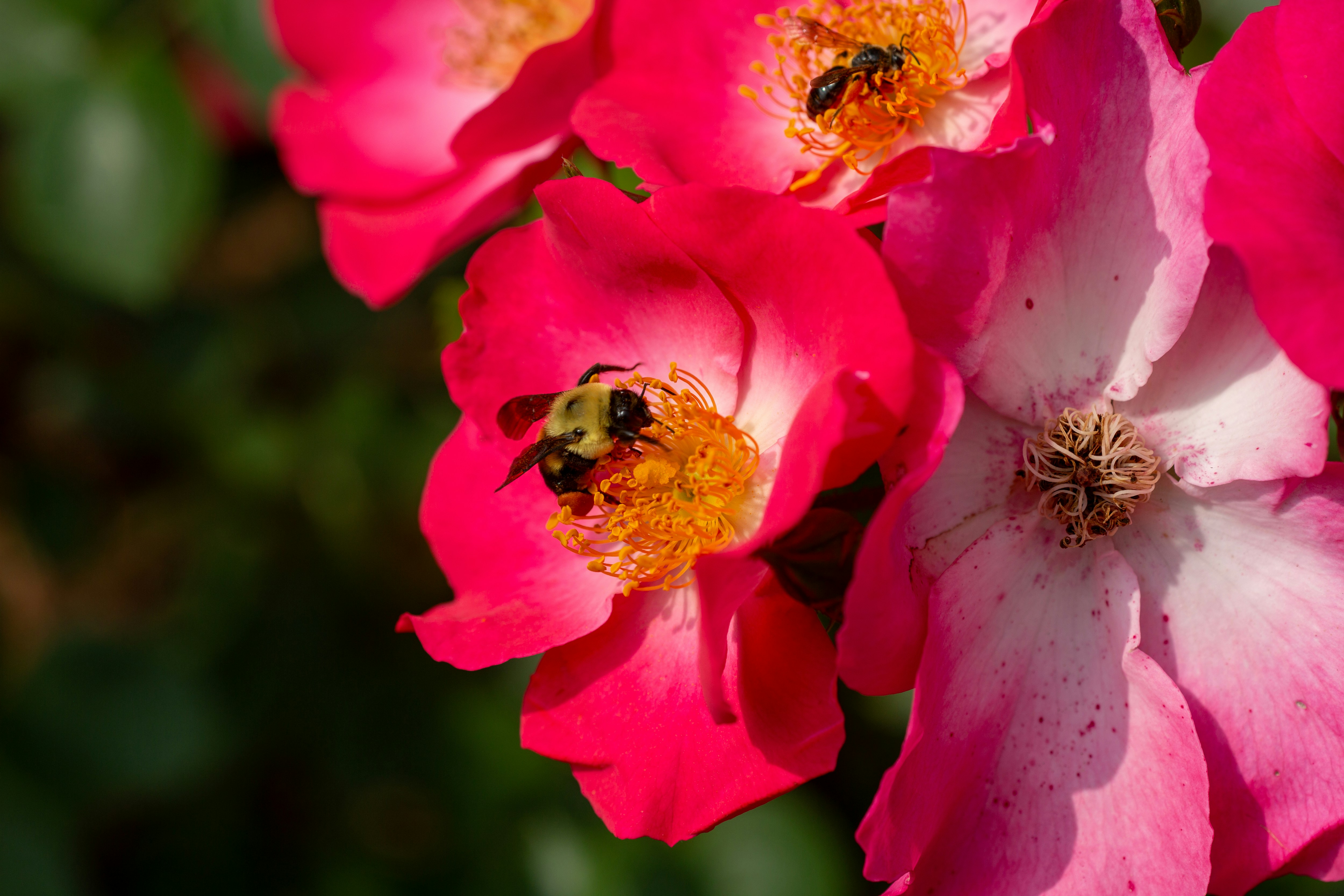 Bee in the Crimson Bloom: A Floral Exchange on Petal and Light