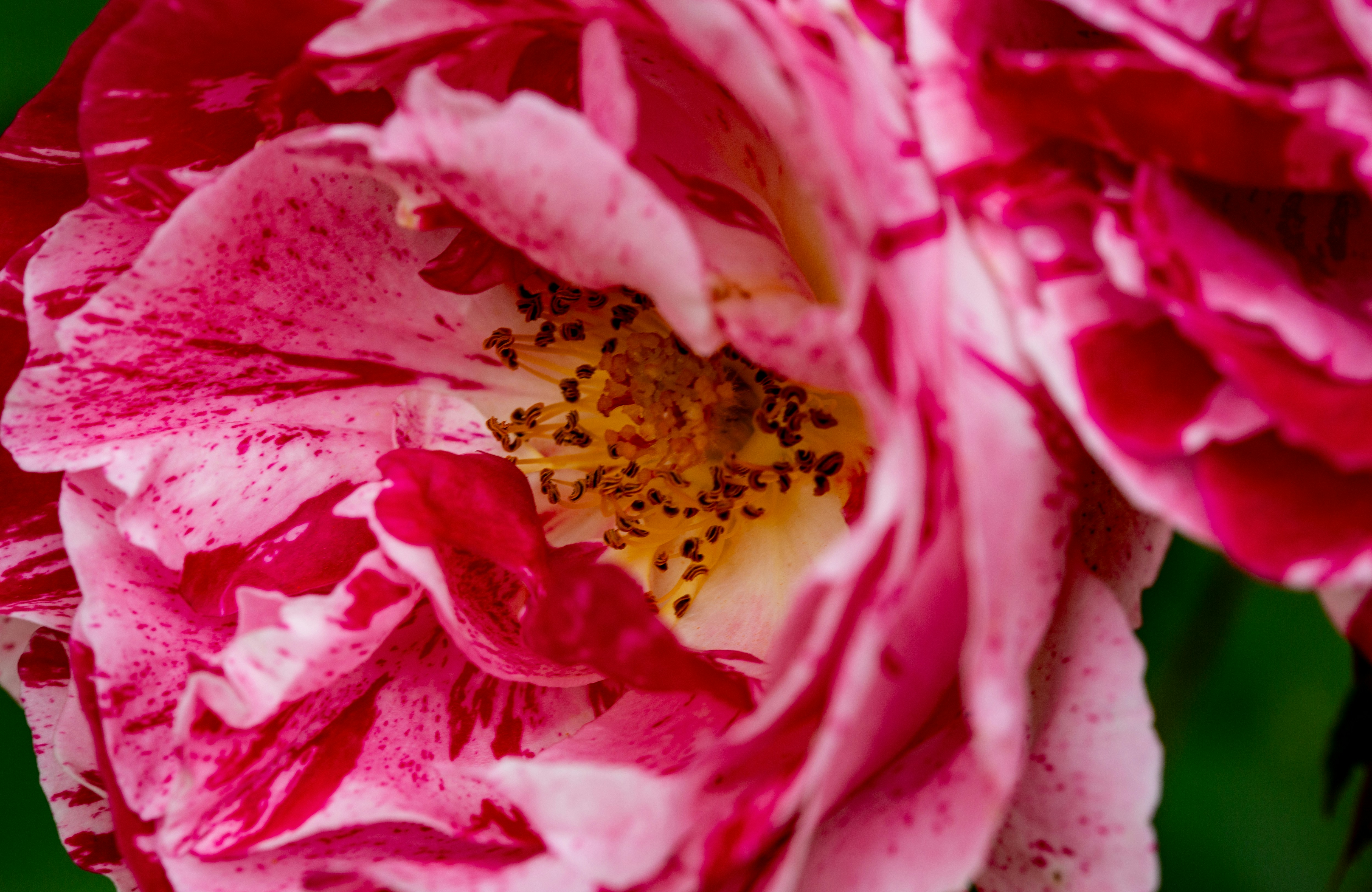 Petals in Focus: A Close-Up of Spotted Pink Bloom