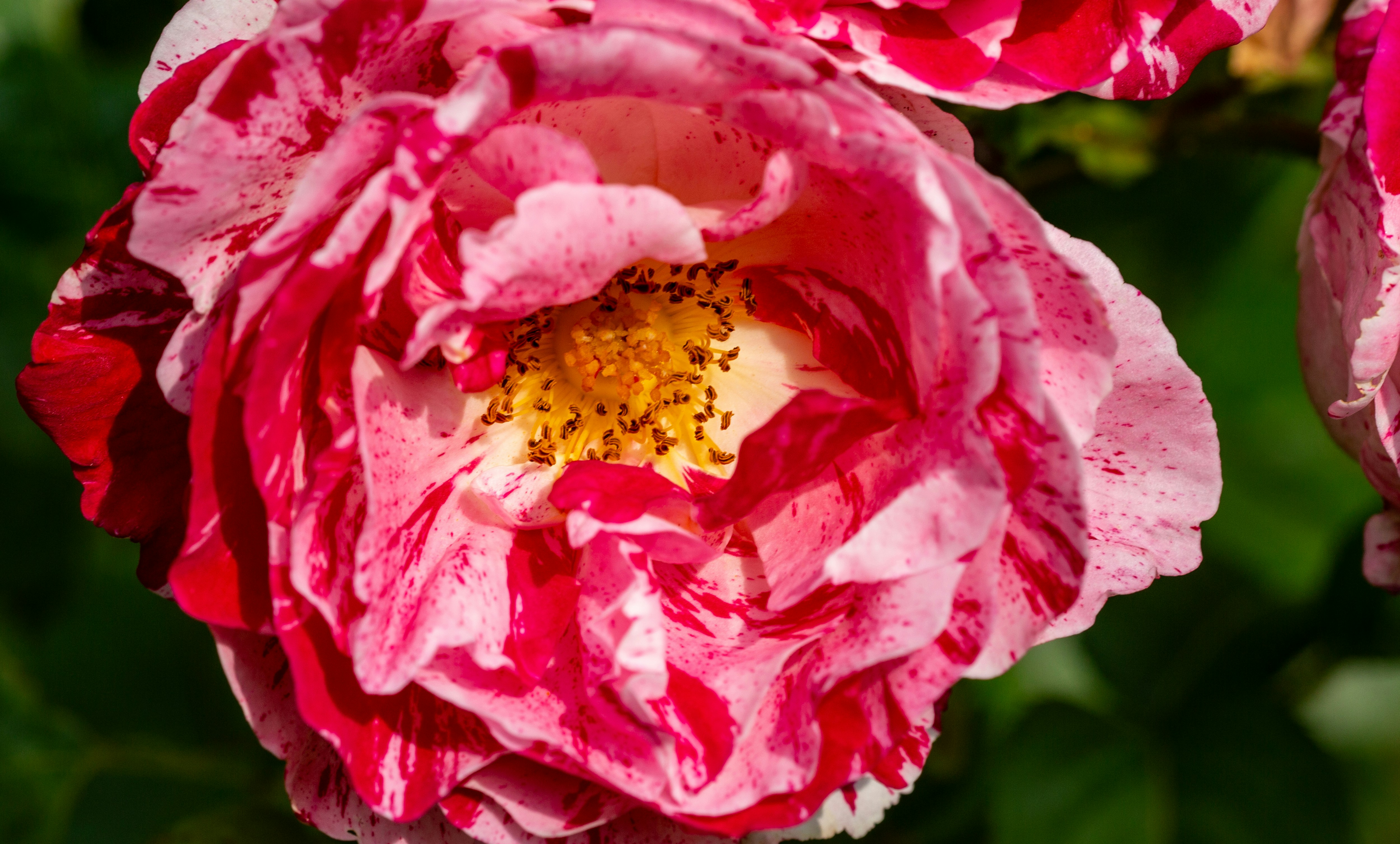 Petal Mosaic: A Pink Rose Close-Up with Sunlit Stamen