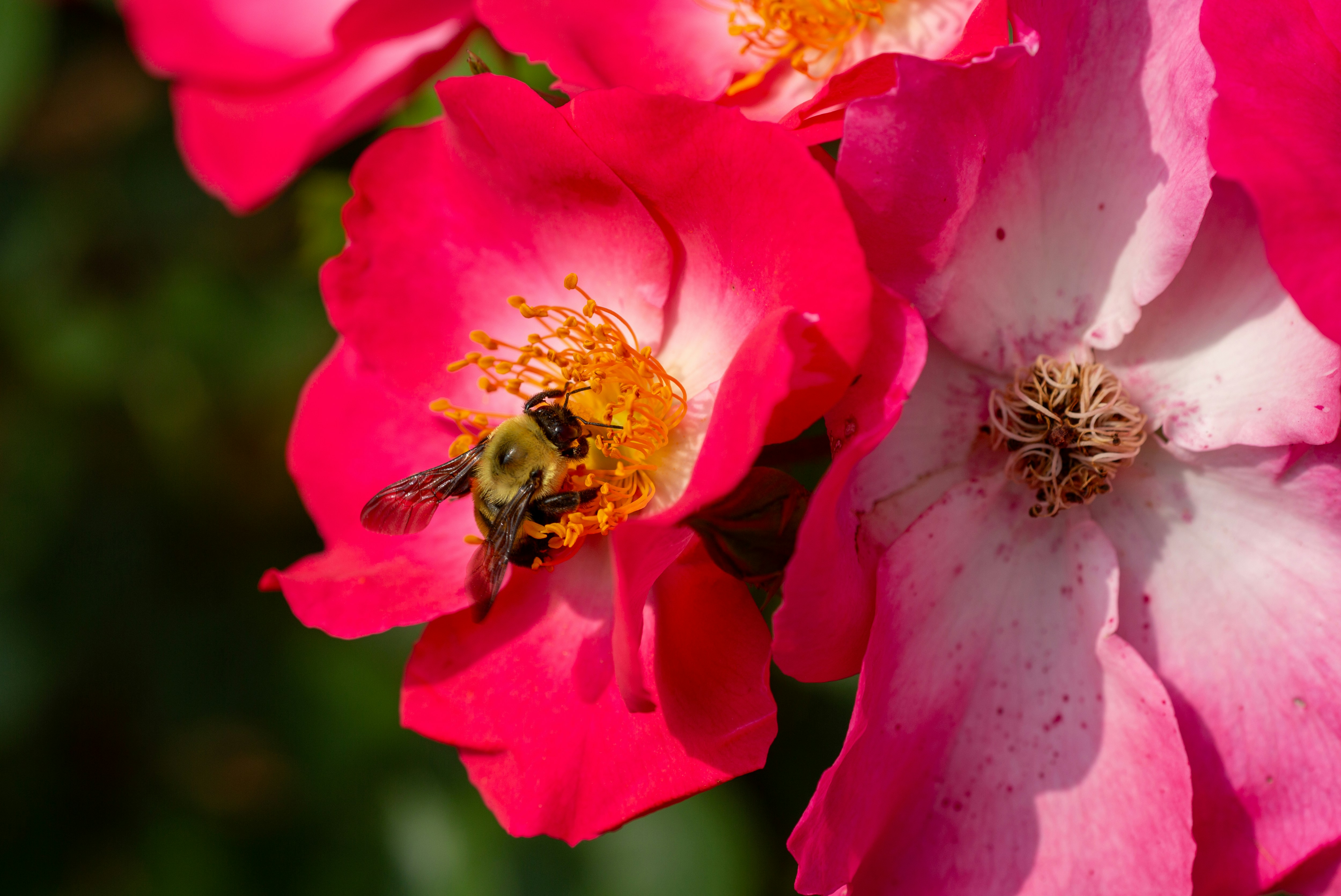 Bee at the Pink Bloom: A Moment of Citrus Gold