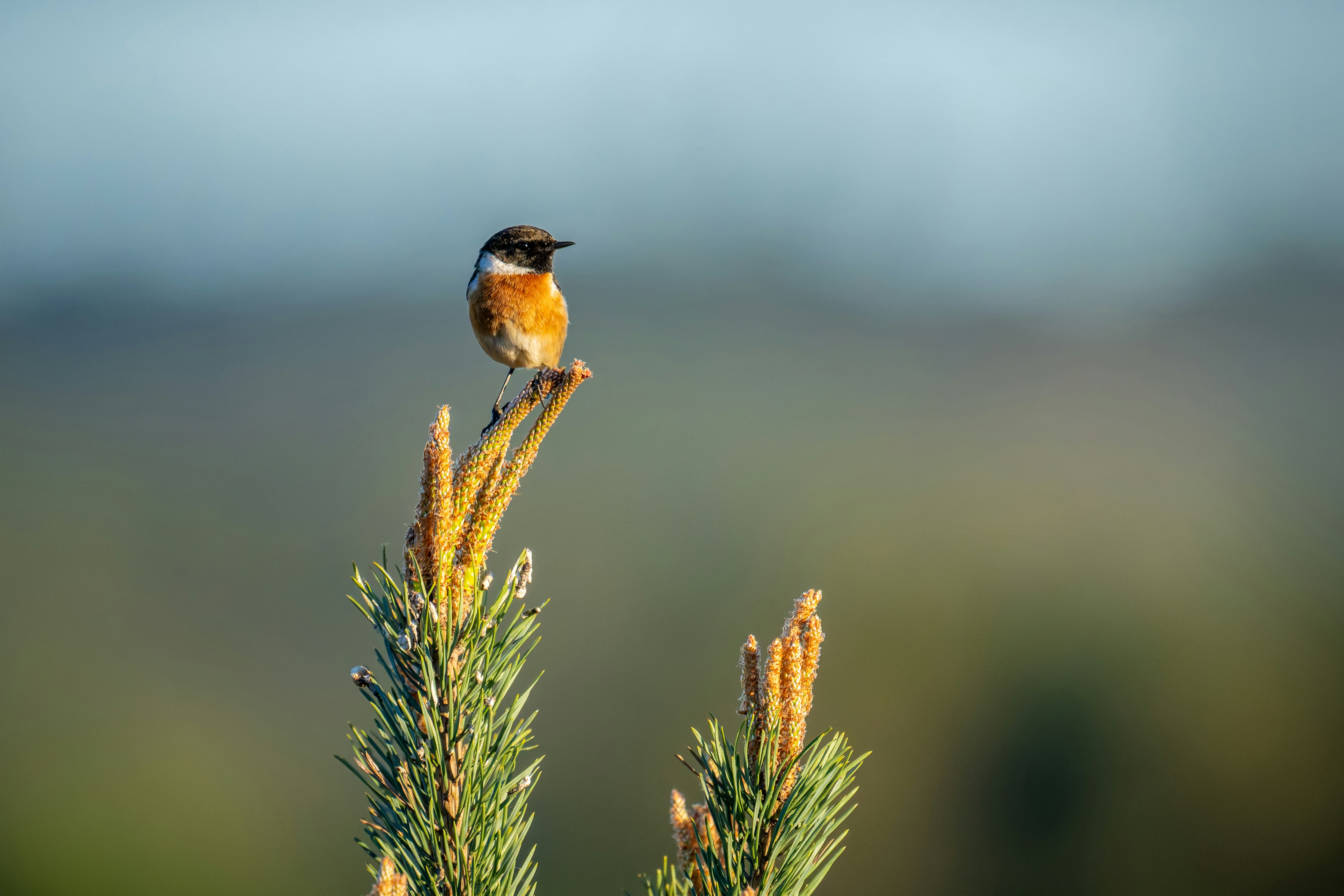 The Watchful King on a Pine Summit