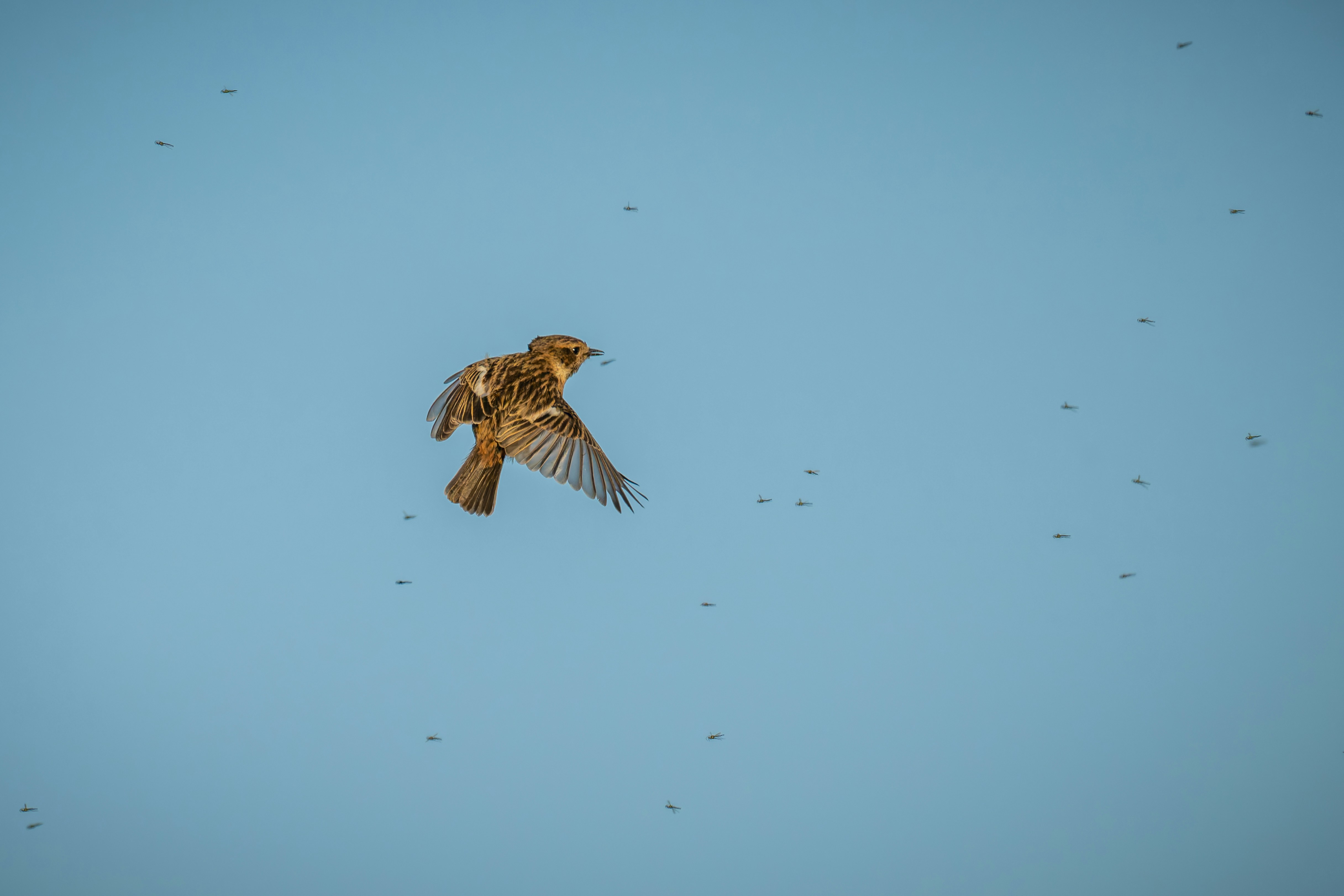 Hawk in a Clear Sky: Mid-Flight Focus