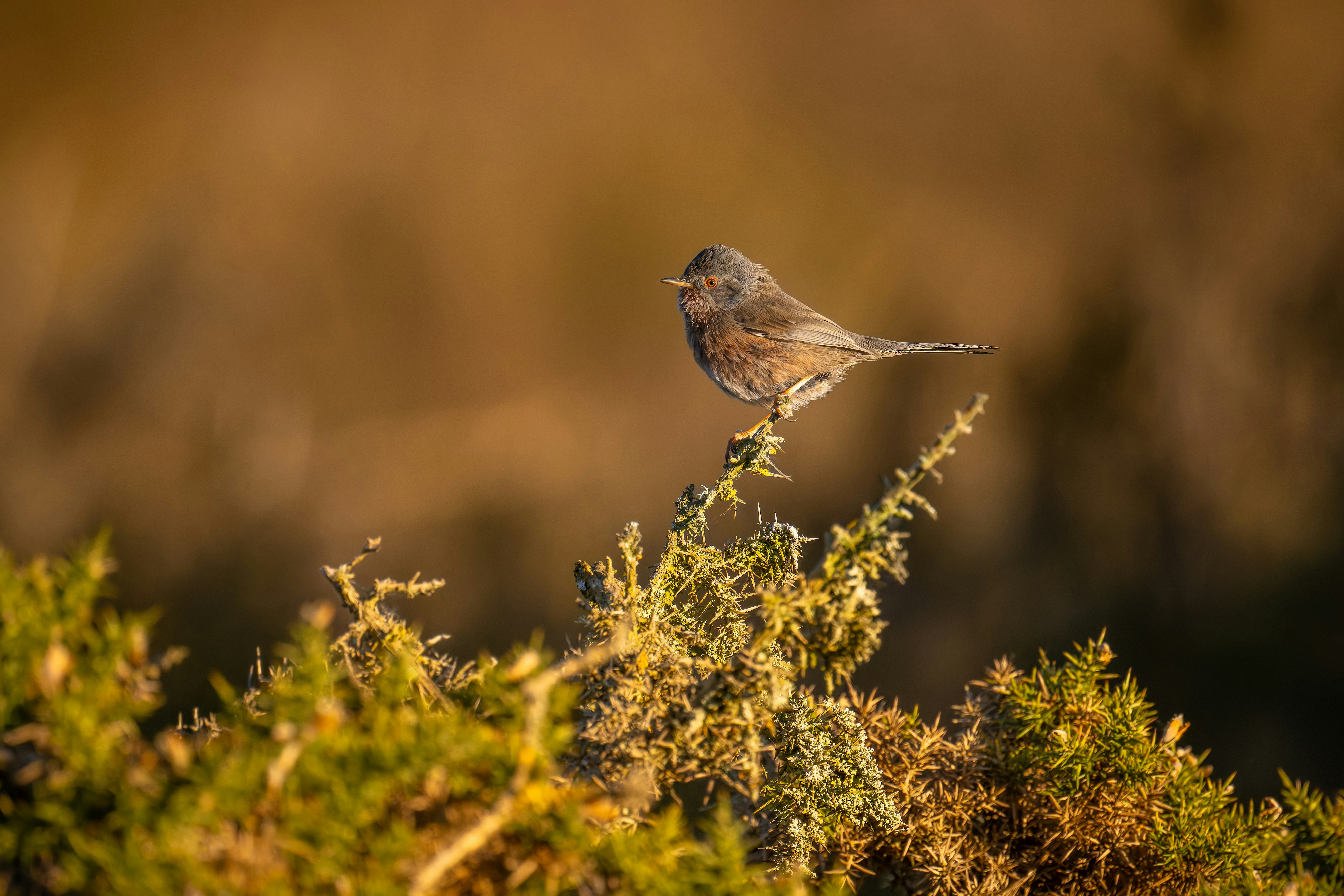 Autumn Ember: A Small Bird on a Bristled Reed