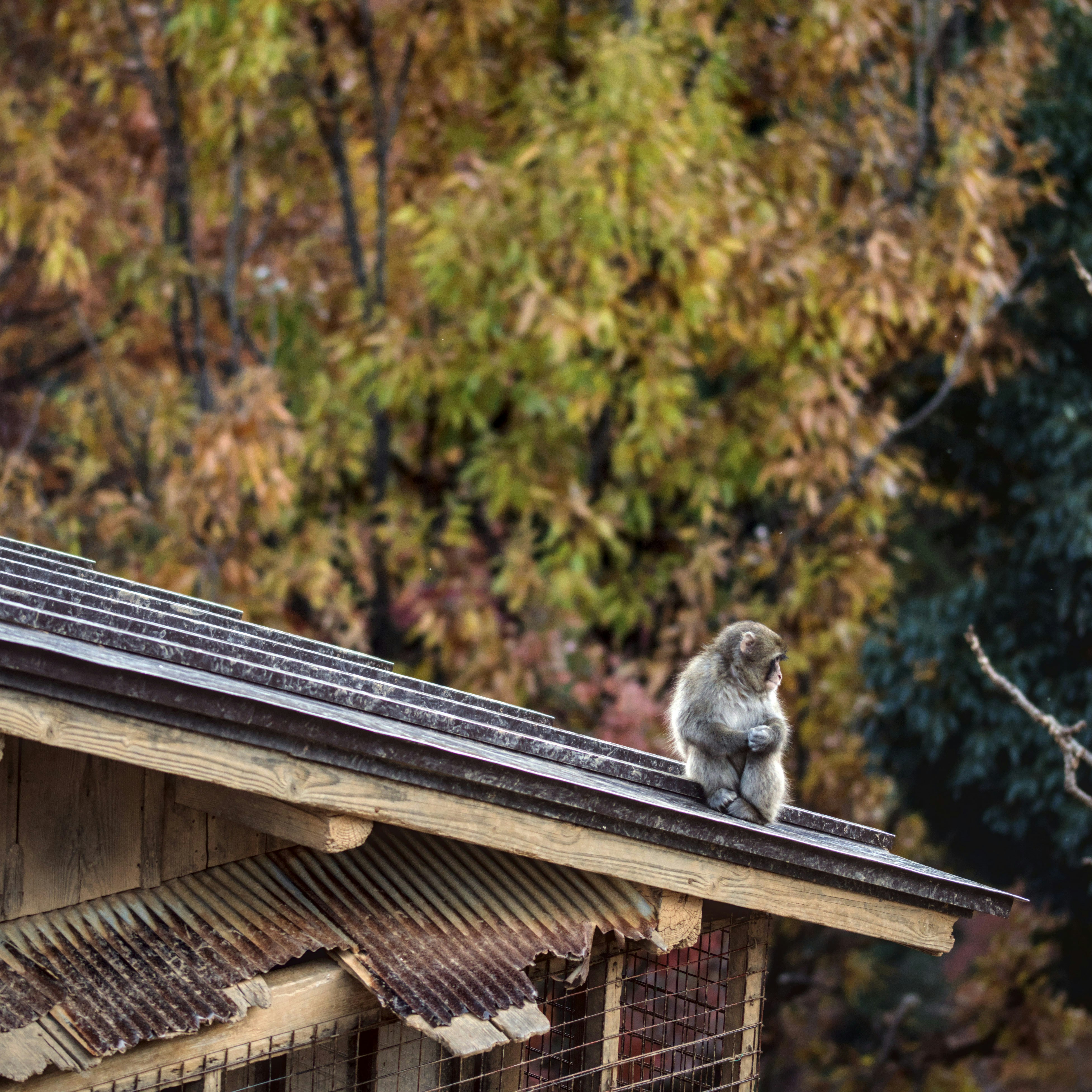 Sitting on the Roof Edge: A Curious Monkey Amid Autumn Rooflines