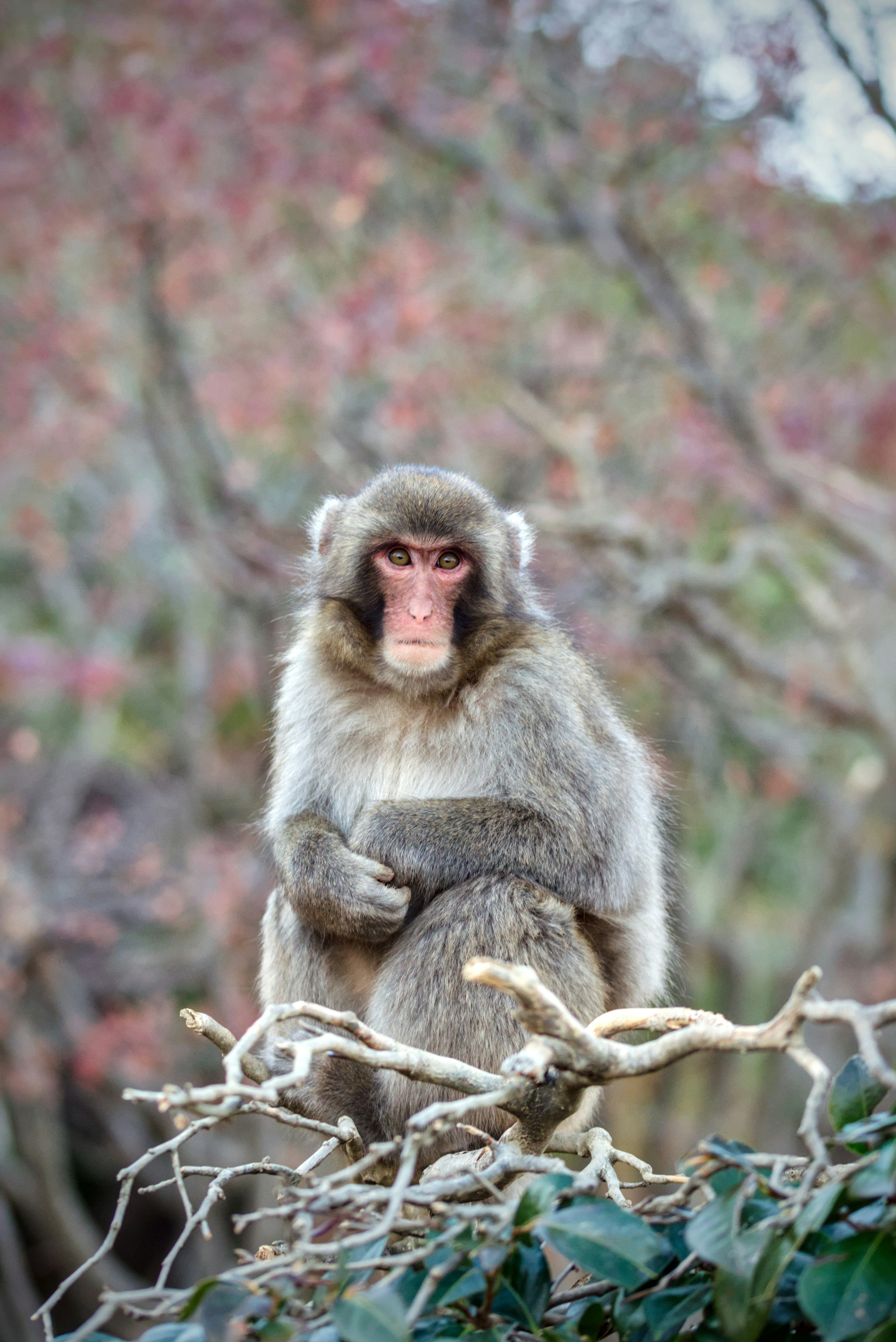 Gentle Red-Crowned Monkey Beneath Autumn Foliage
