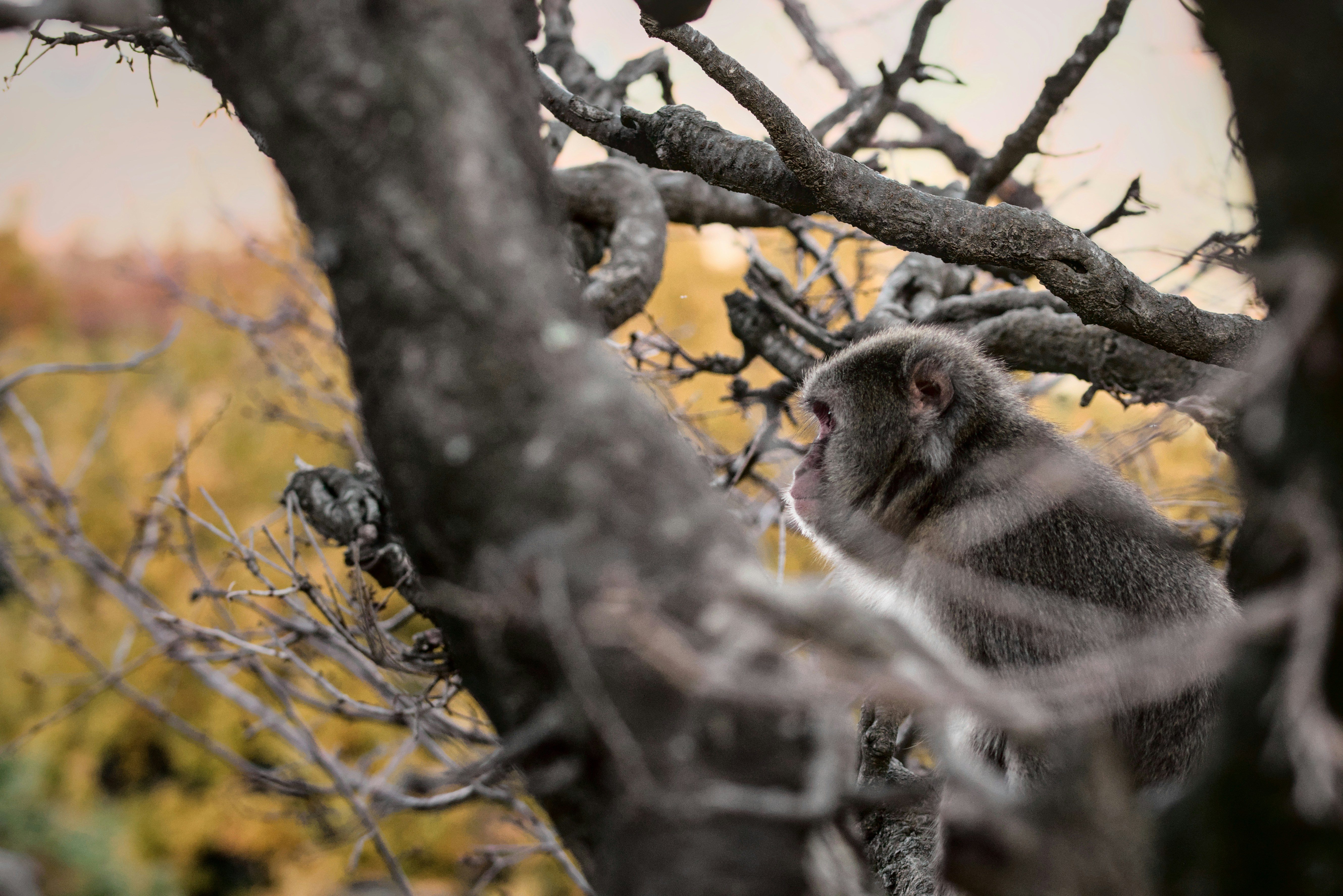 Hidden Observer in the Branches