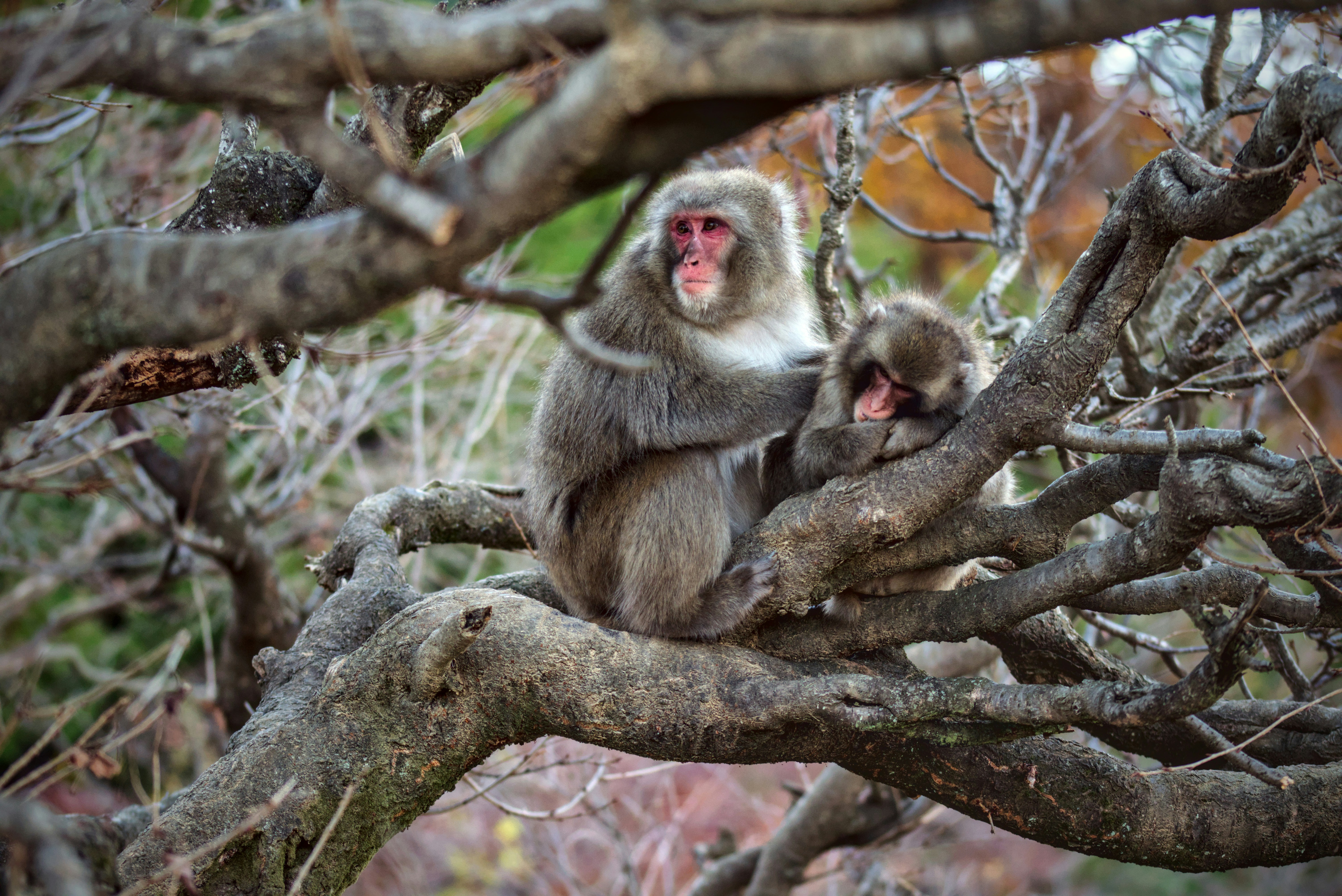 Two Tufted Monkeys Perched Amid Weathered Branches
