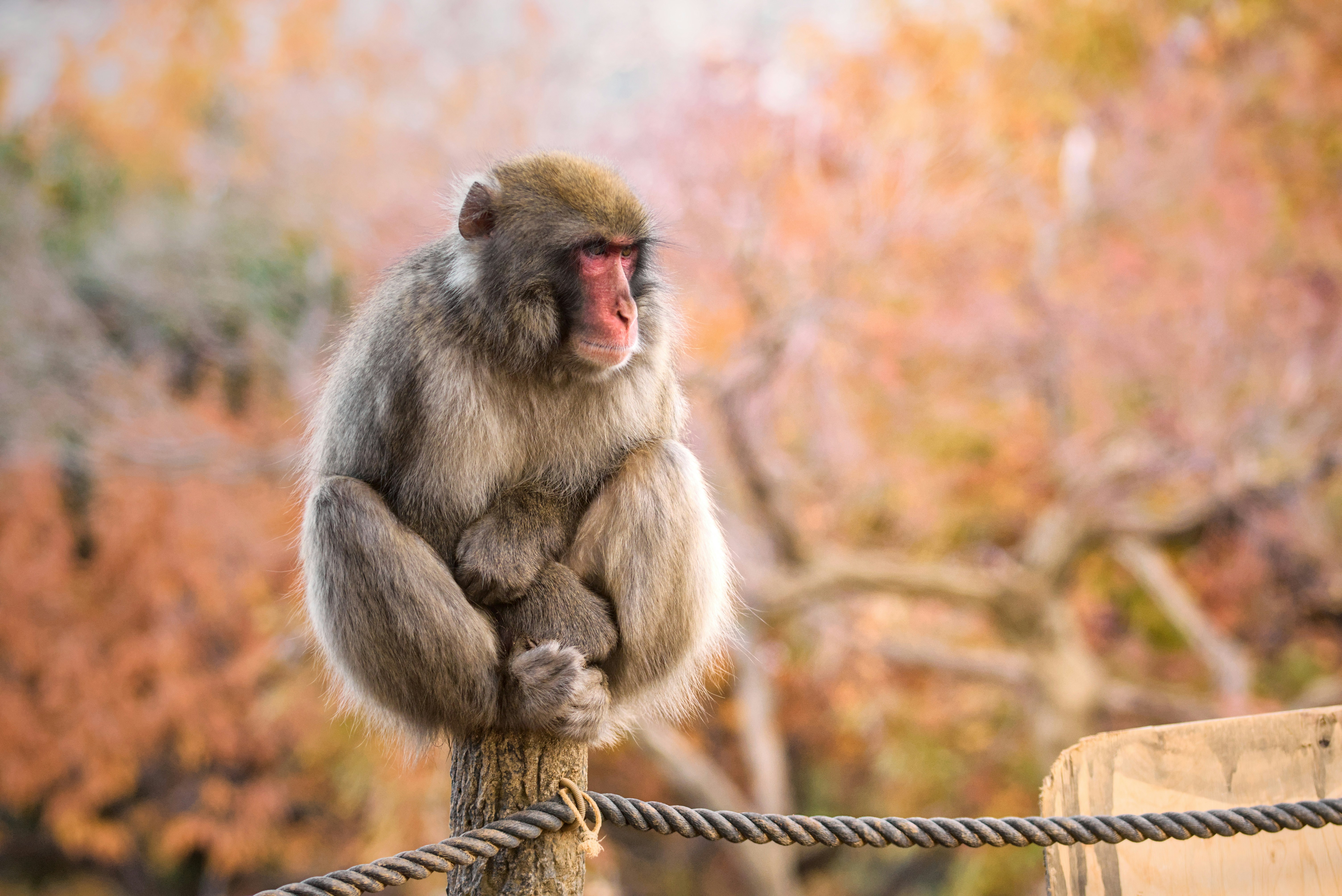 Primed for Perch: A thoughtful macaque surveys autumnal hues