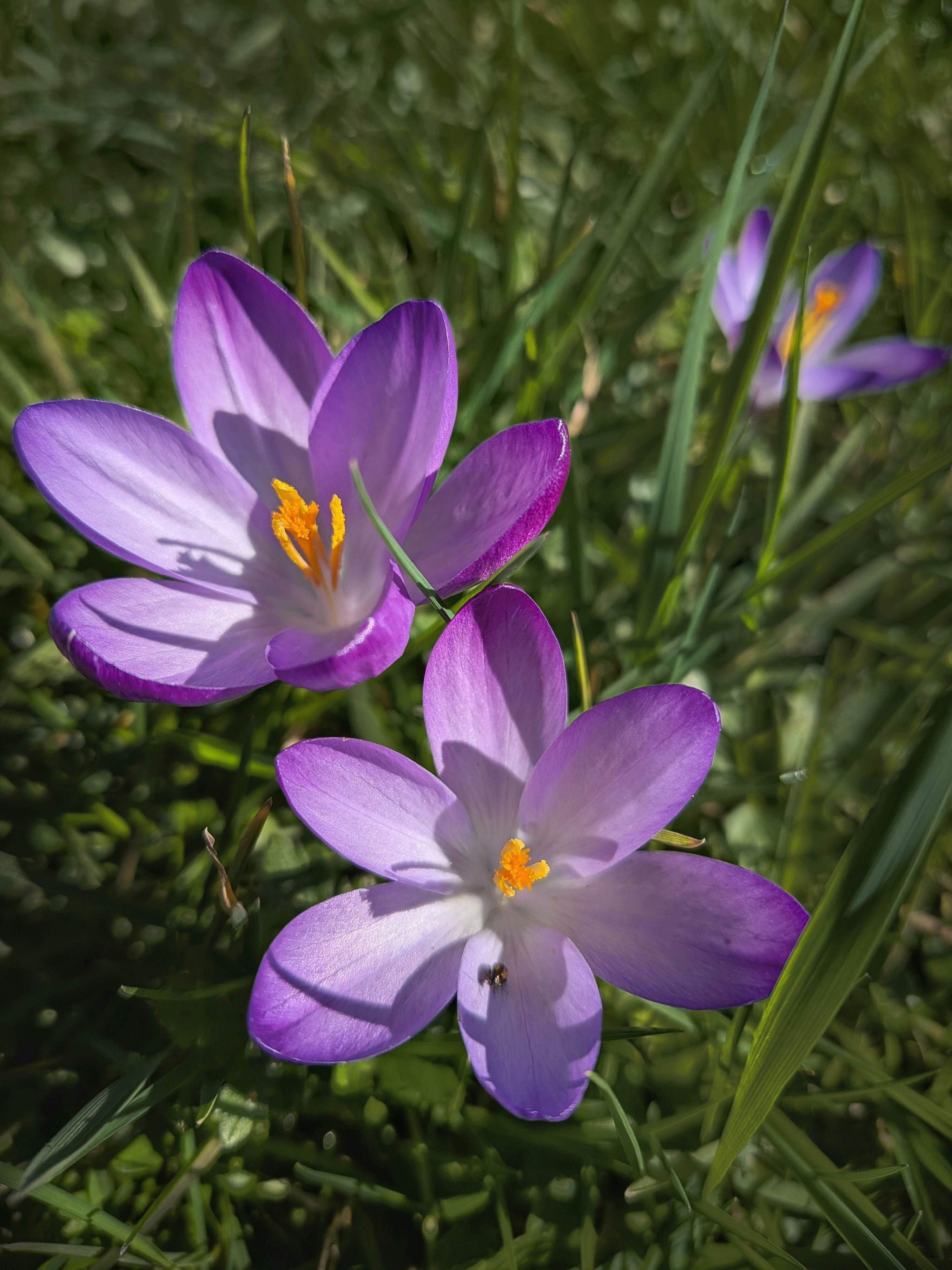 Purple crocus duo in sunlit grass