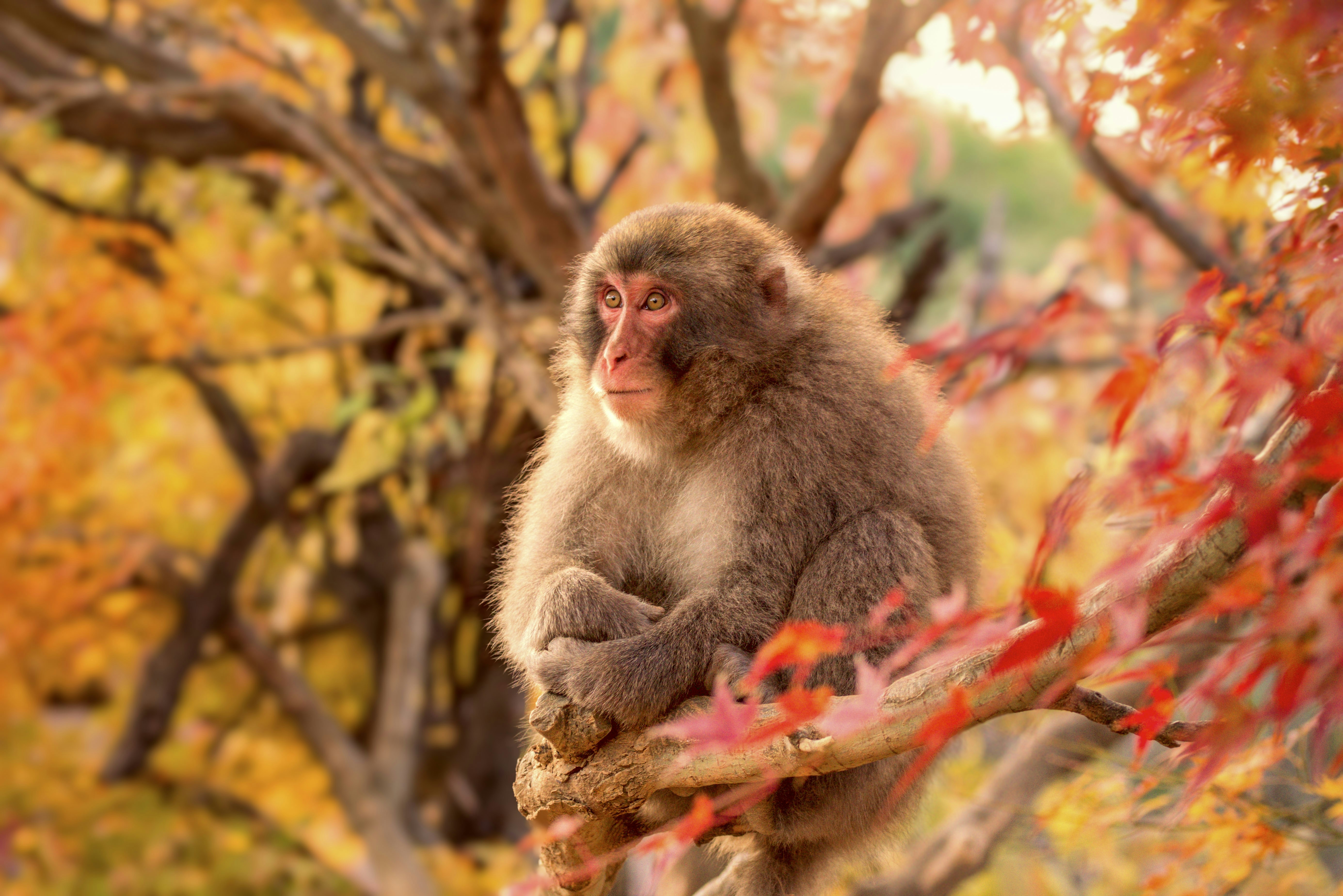 Autumn-tempered Monkey: Calm on a Crimson Branch