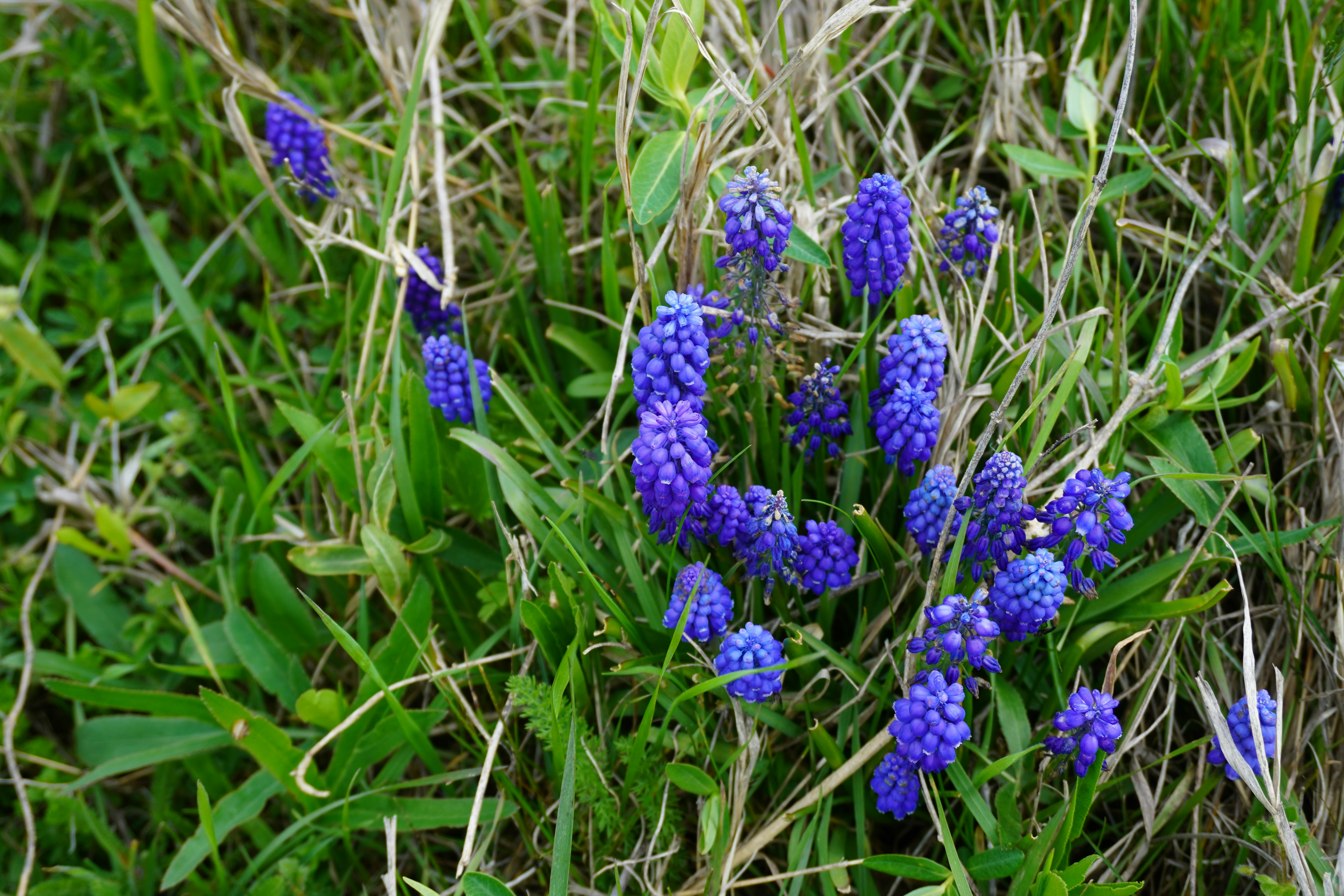 Veil of Violets: A Patch of Spring-Blue Bloom Among Green Grasses