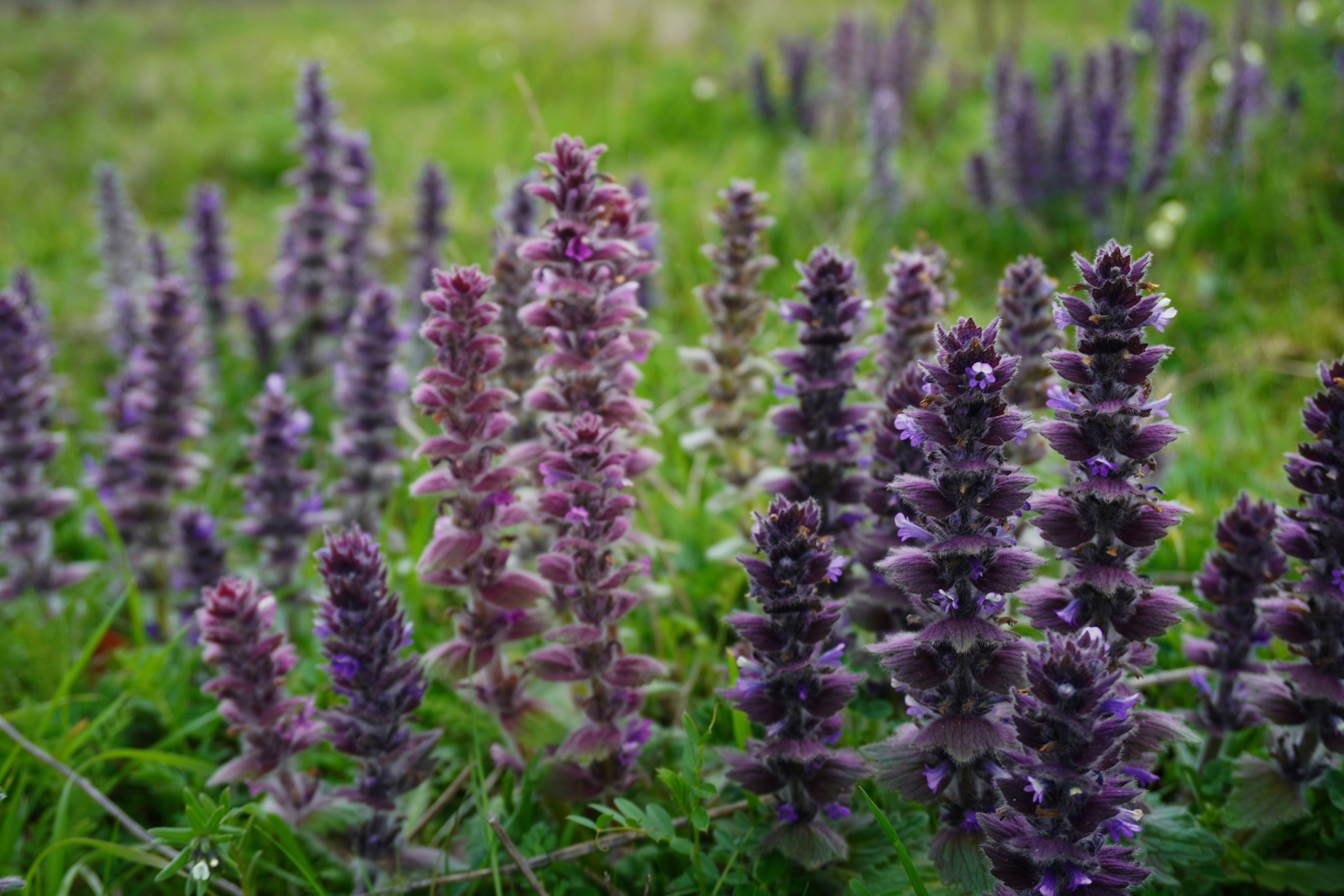 Lavender Spires in a Quiet Meadow