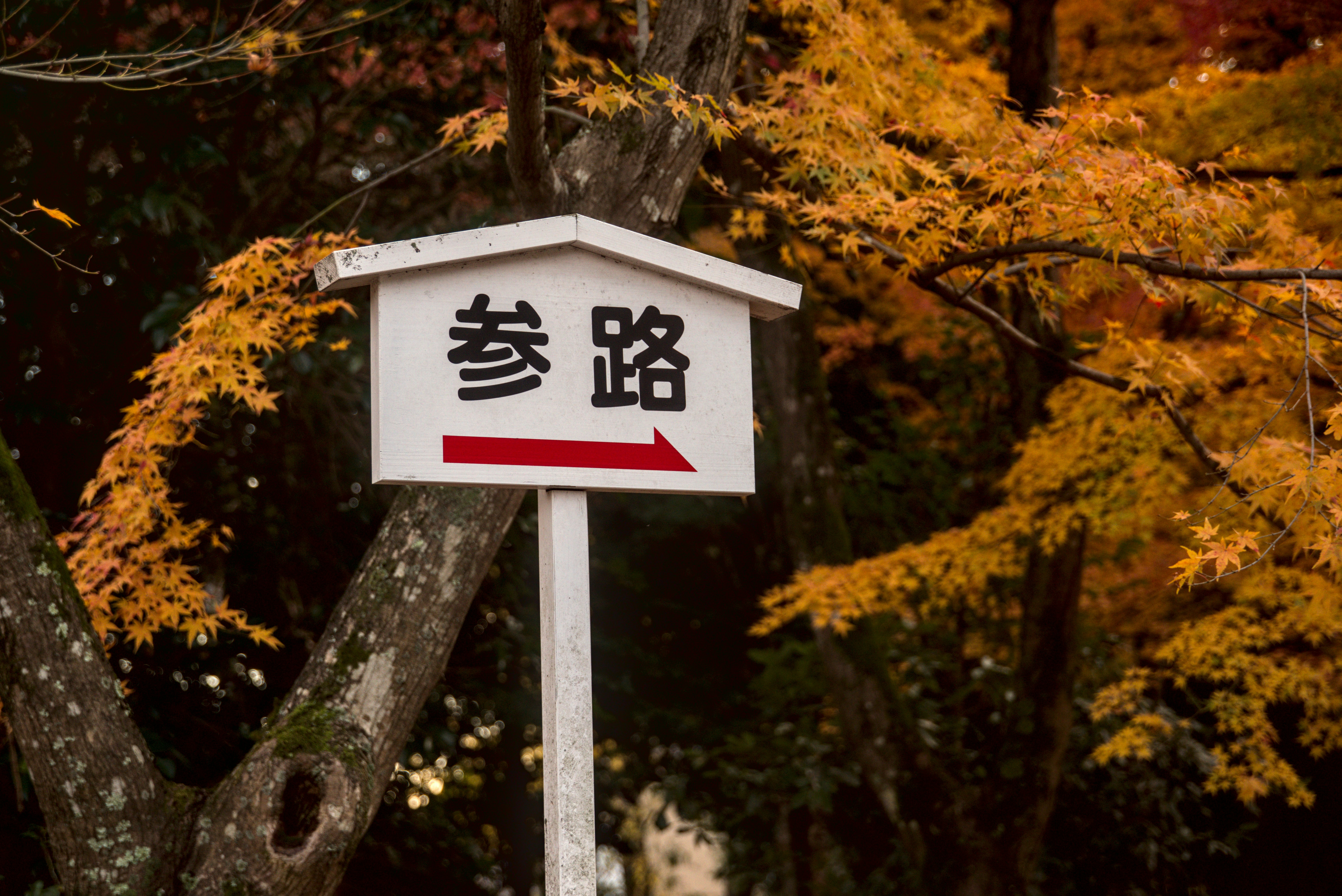 Signal Marker Amid Autumn Leaves