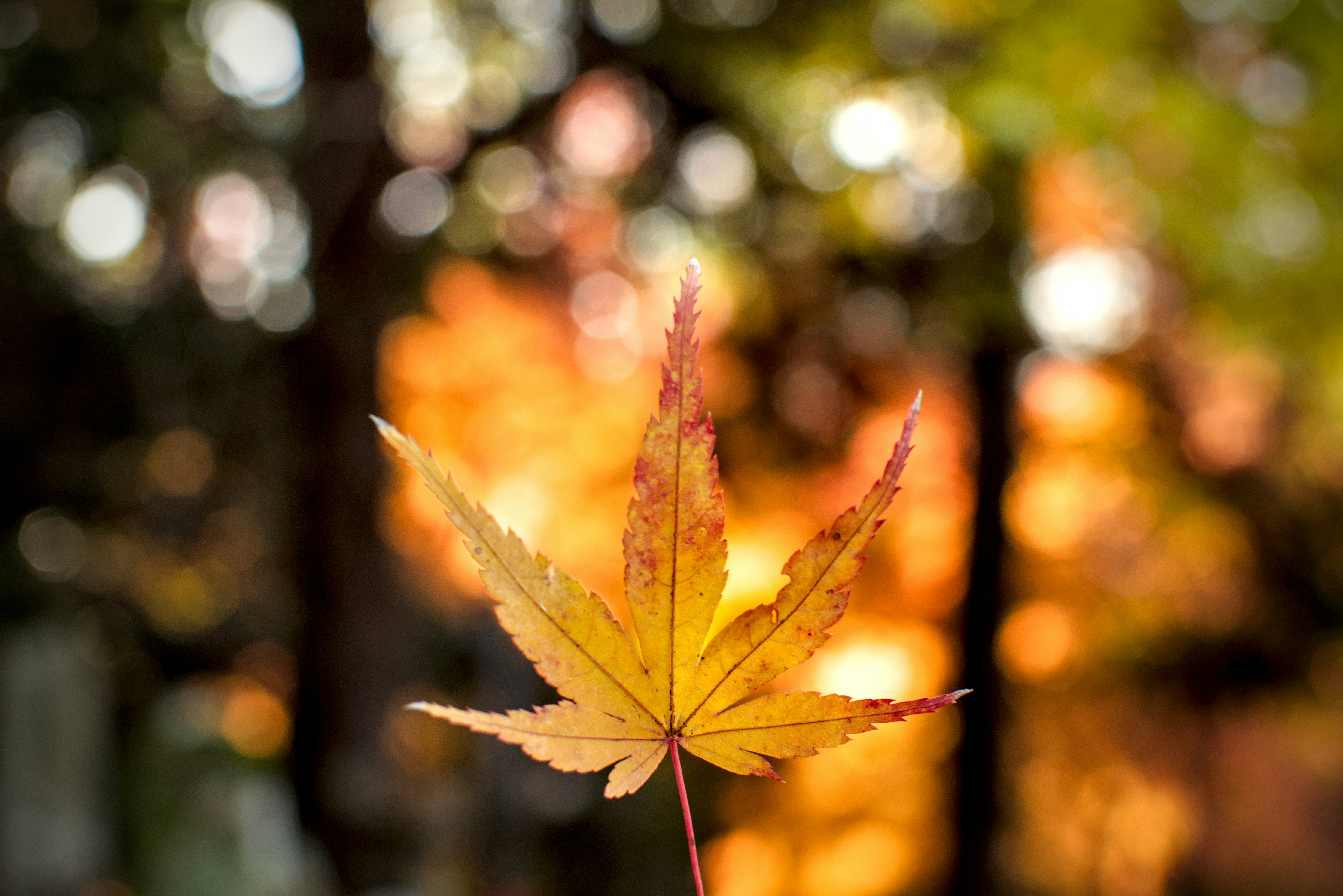 Golden maple leaf in autumn glow