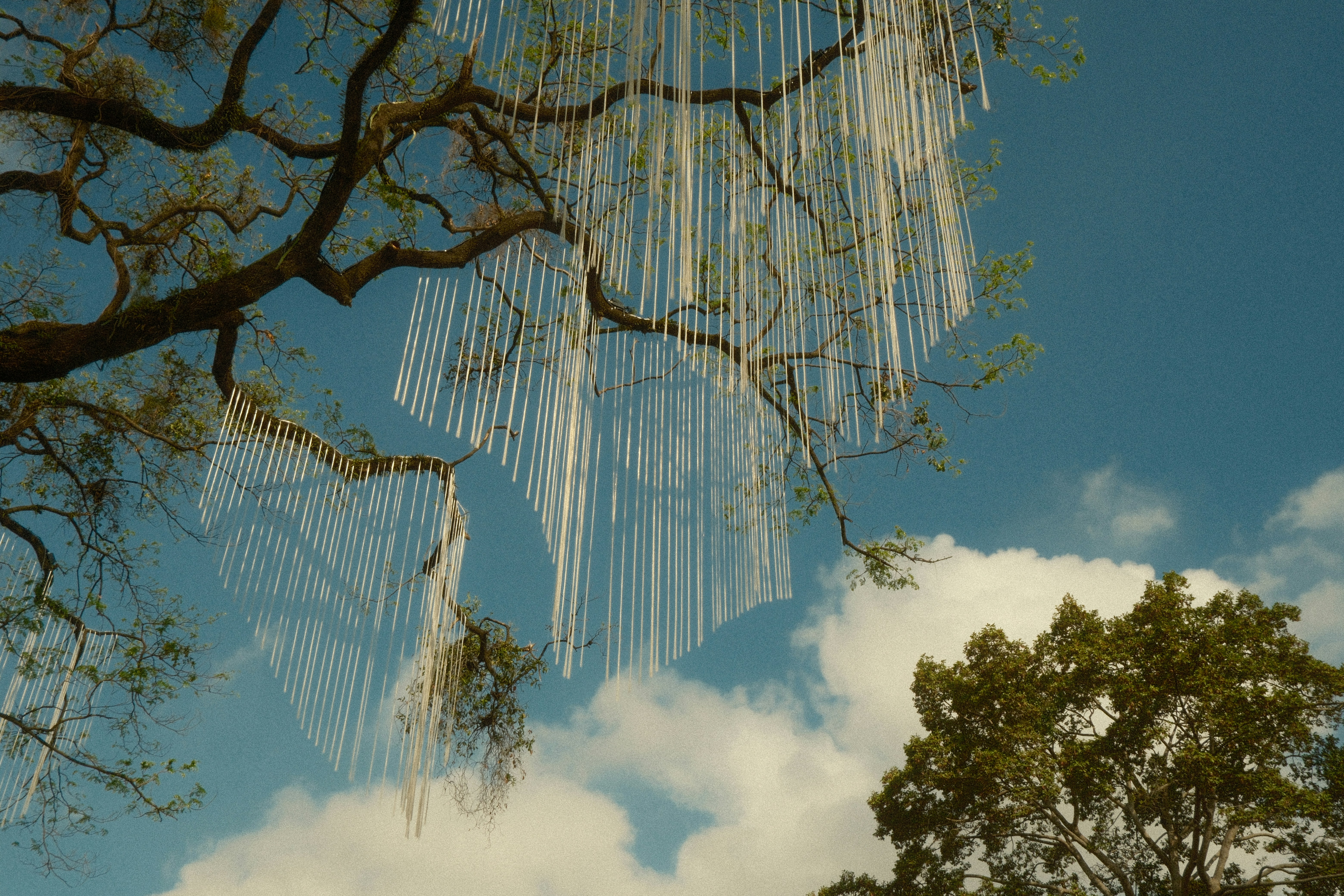 Chimes of the Wind: Strands Dangling from Sunlit Branches