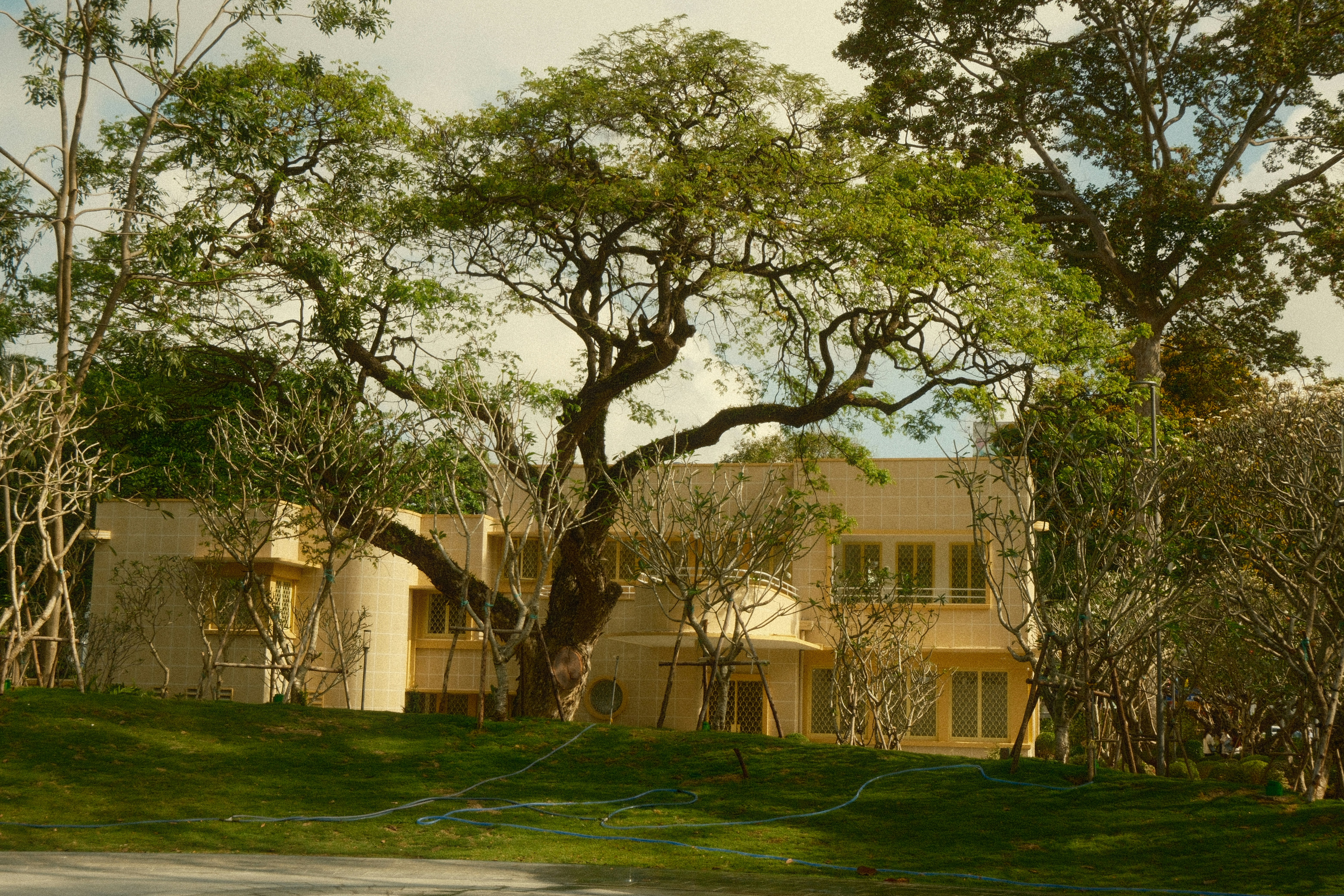 Twisted Shade: The Lone Cedar Framing a Quiet Campus