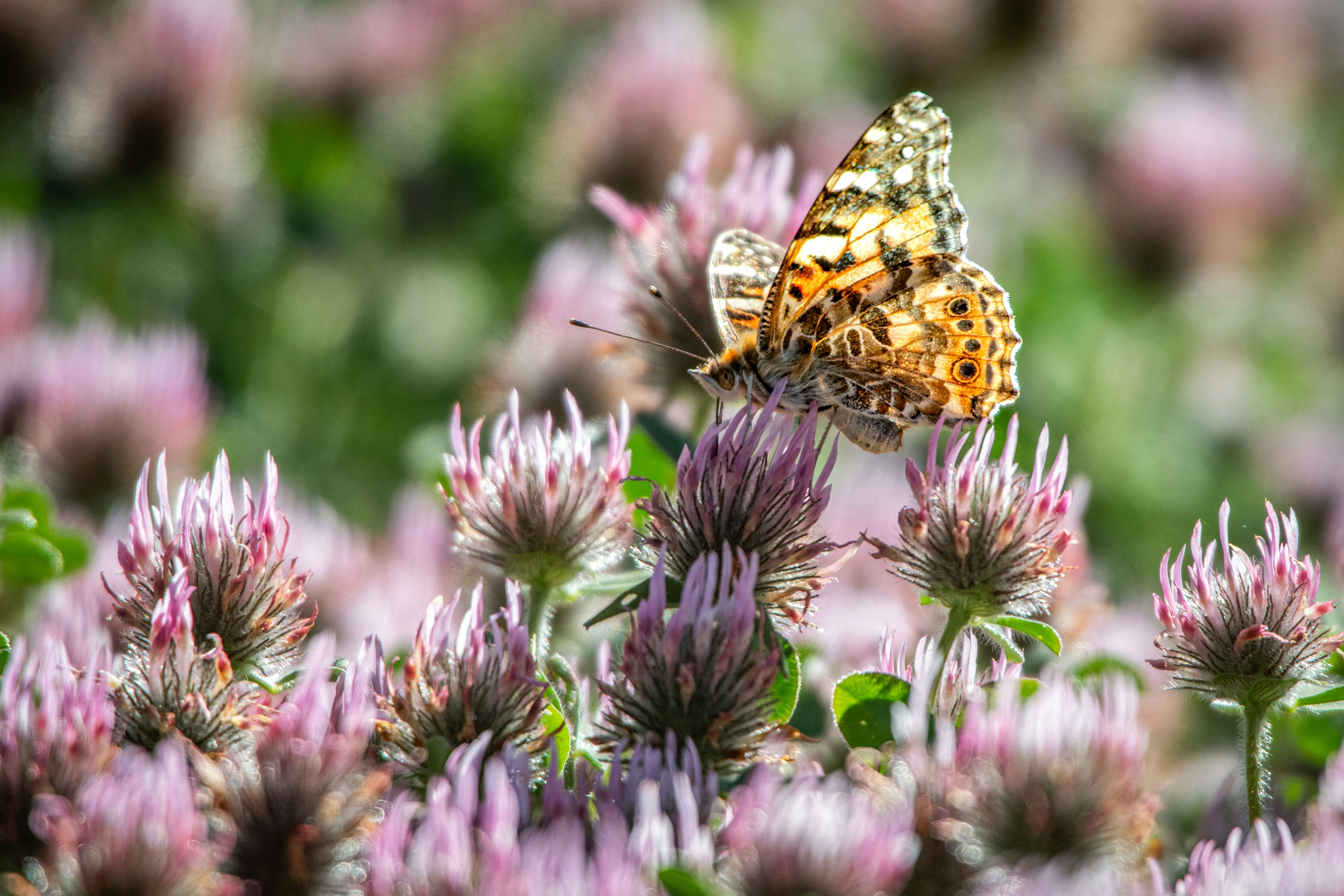 Butterfly on a Pink Meadow: Delicate Macro Dance
