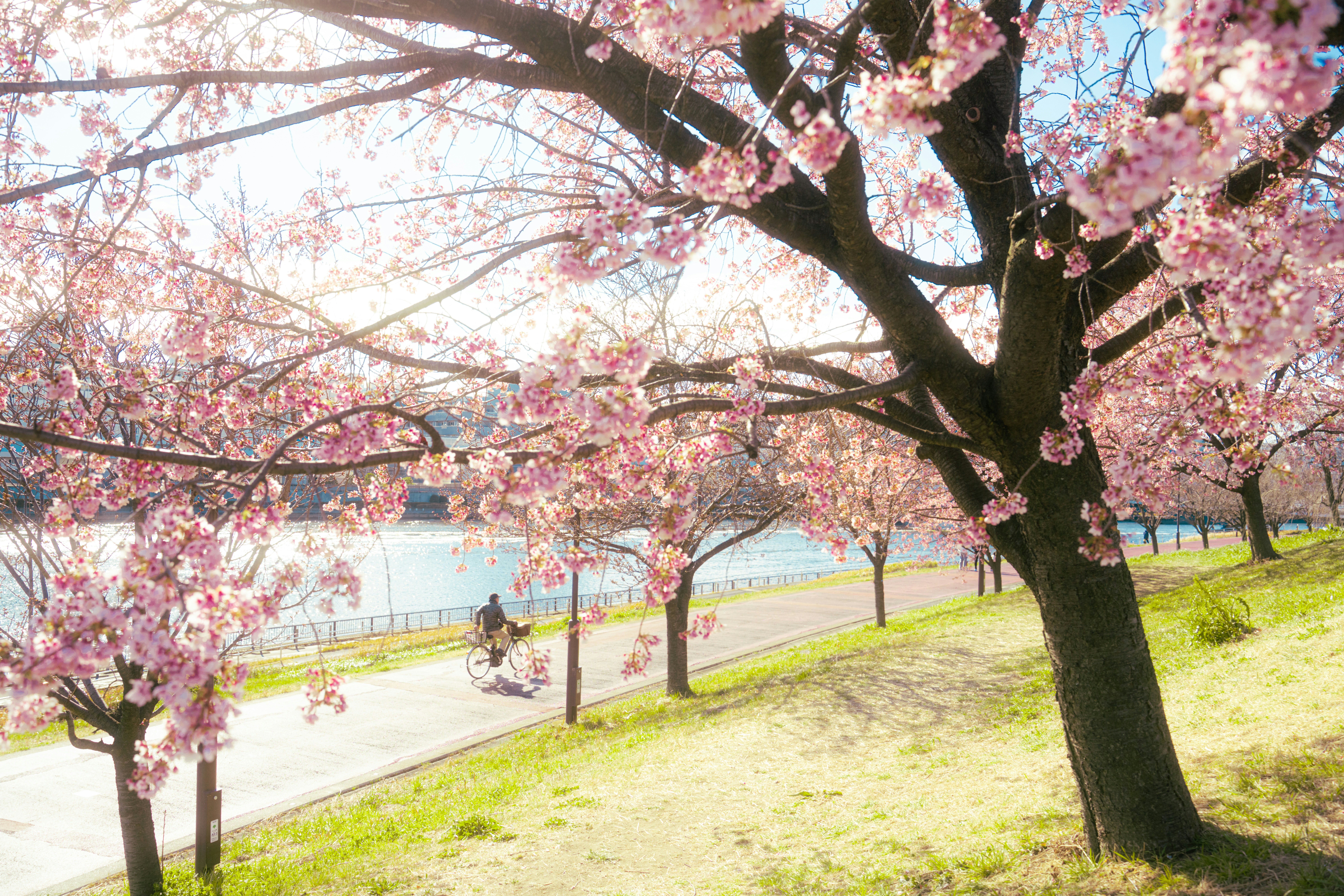 Cherry Blossom Boulevard by the Waterfront