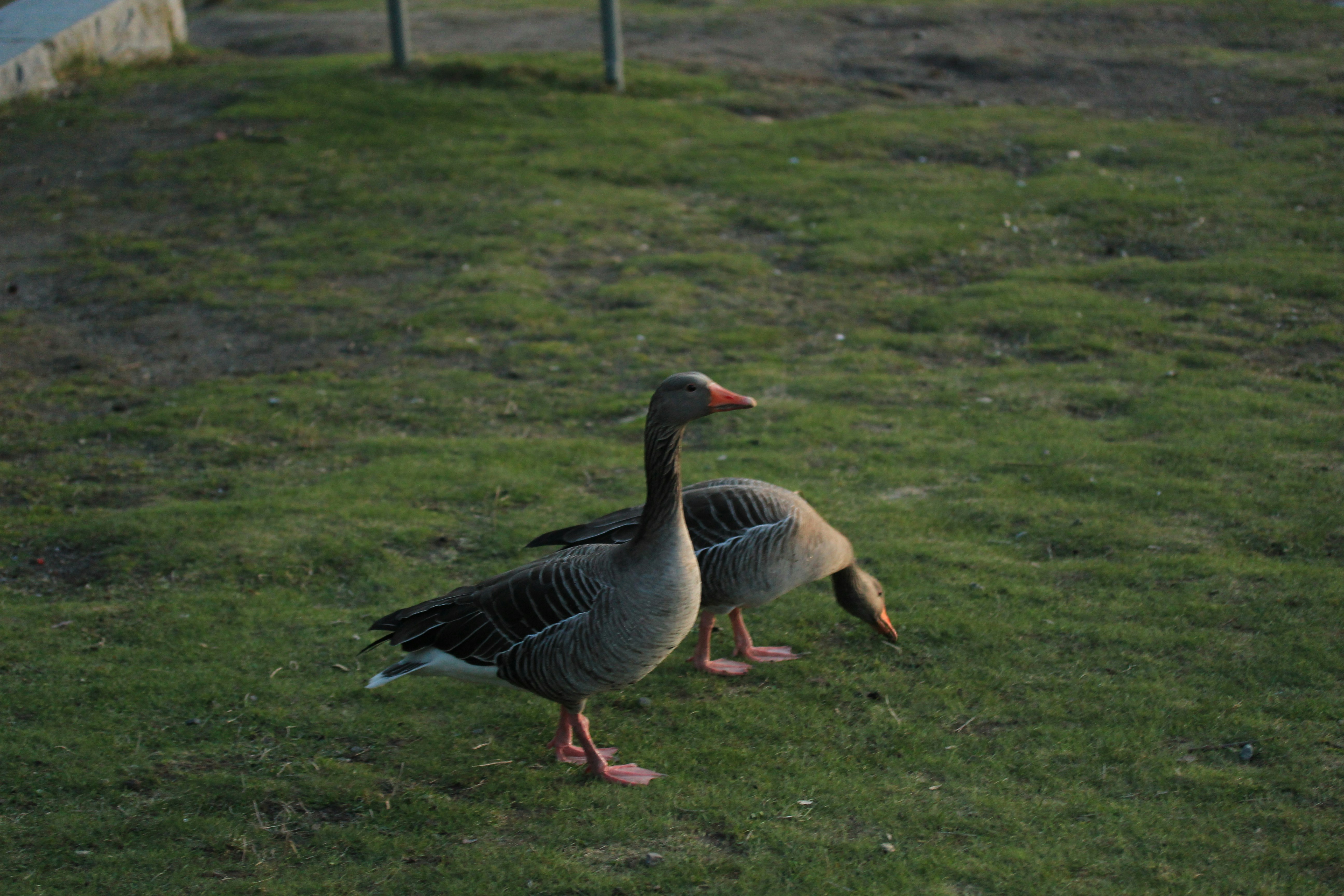 Two Gray Geese on a Sunlit Lawn