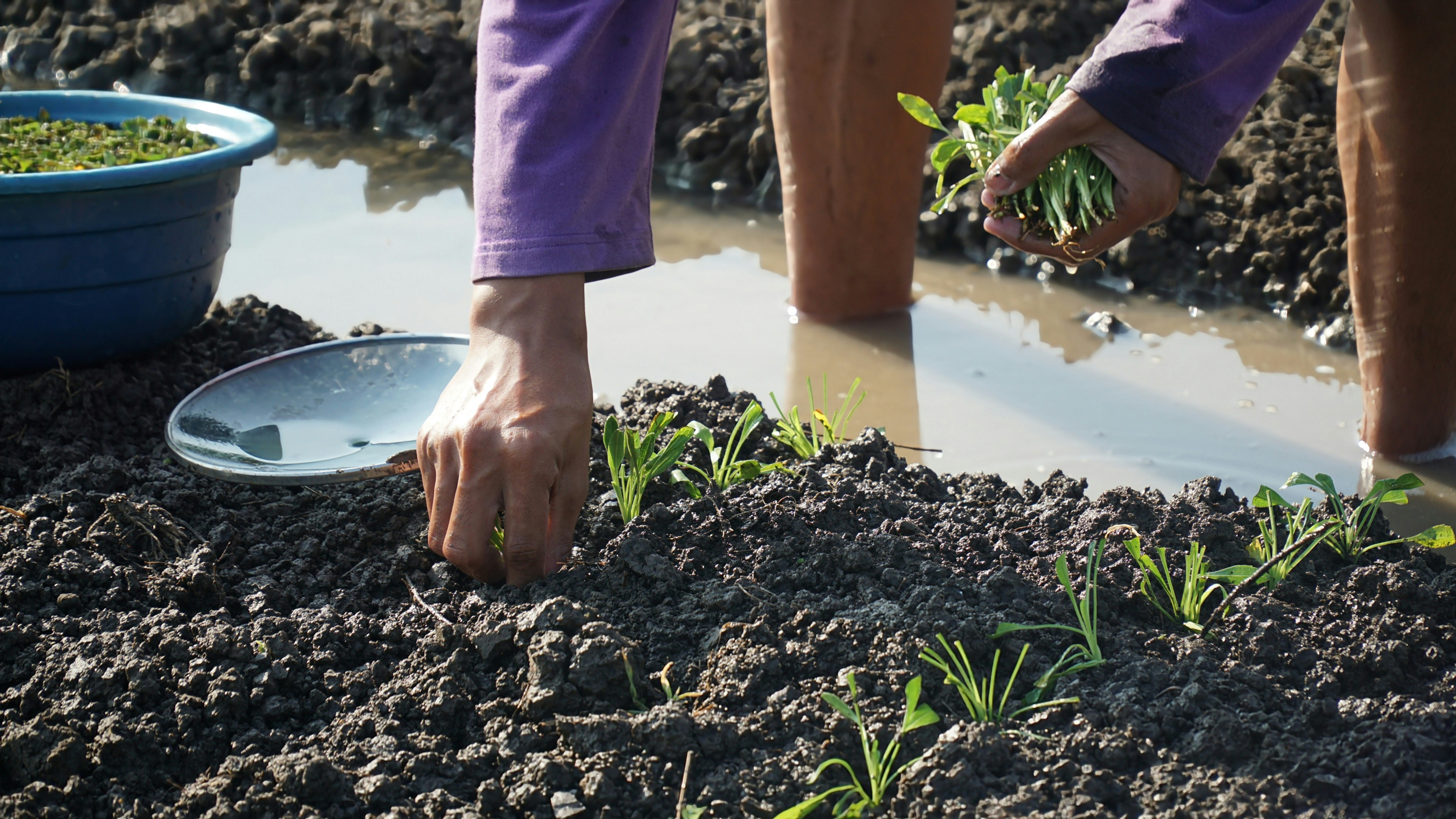 Planting in Mud: Hands Transplant Seedlings into a Waterlogged Bed