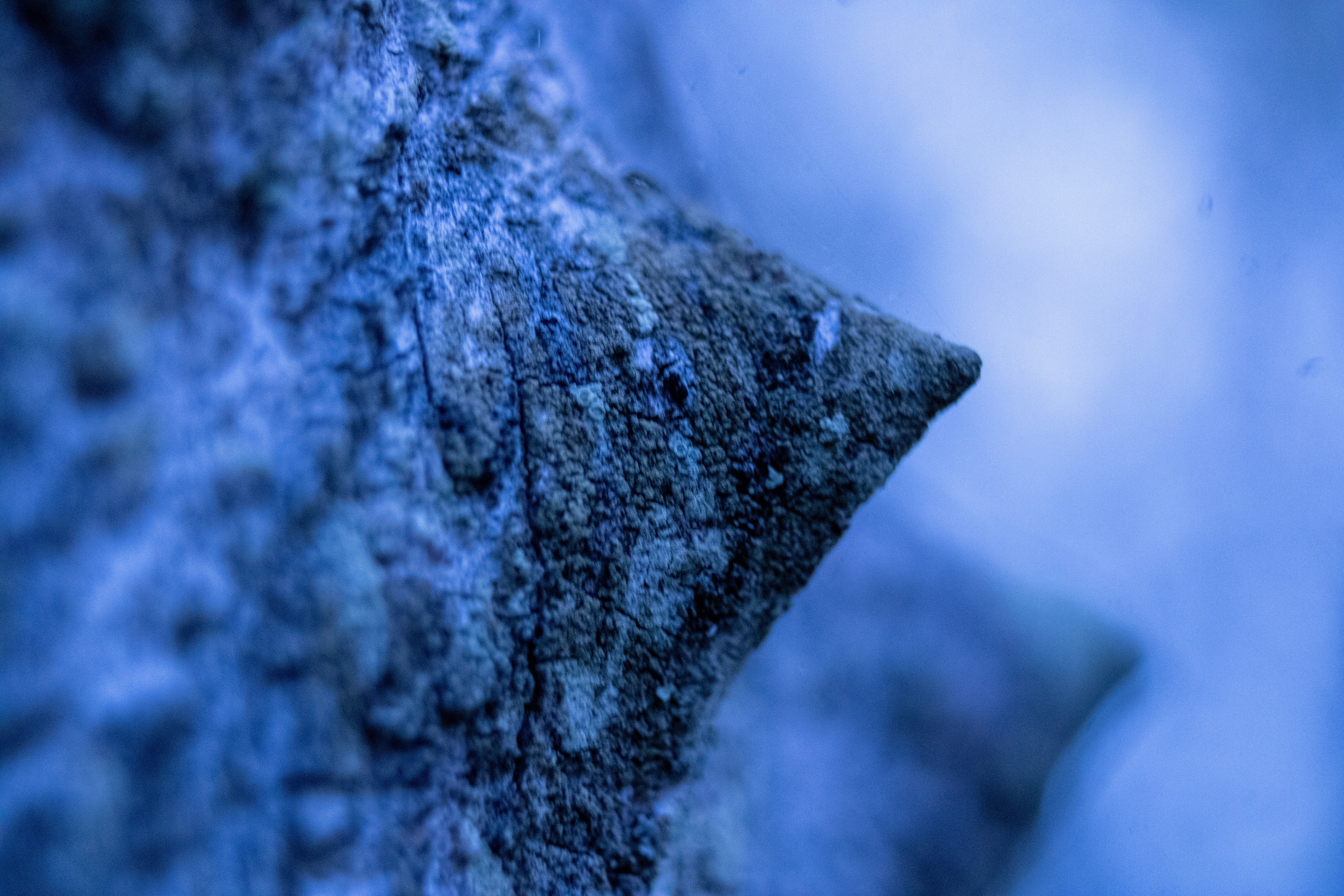 A Weathered Ridge: Close-up on Blue-Tinted Rock Texture