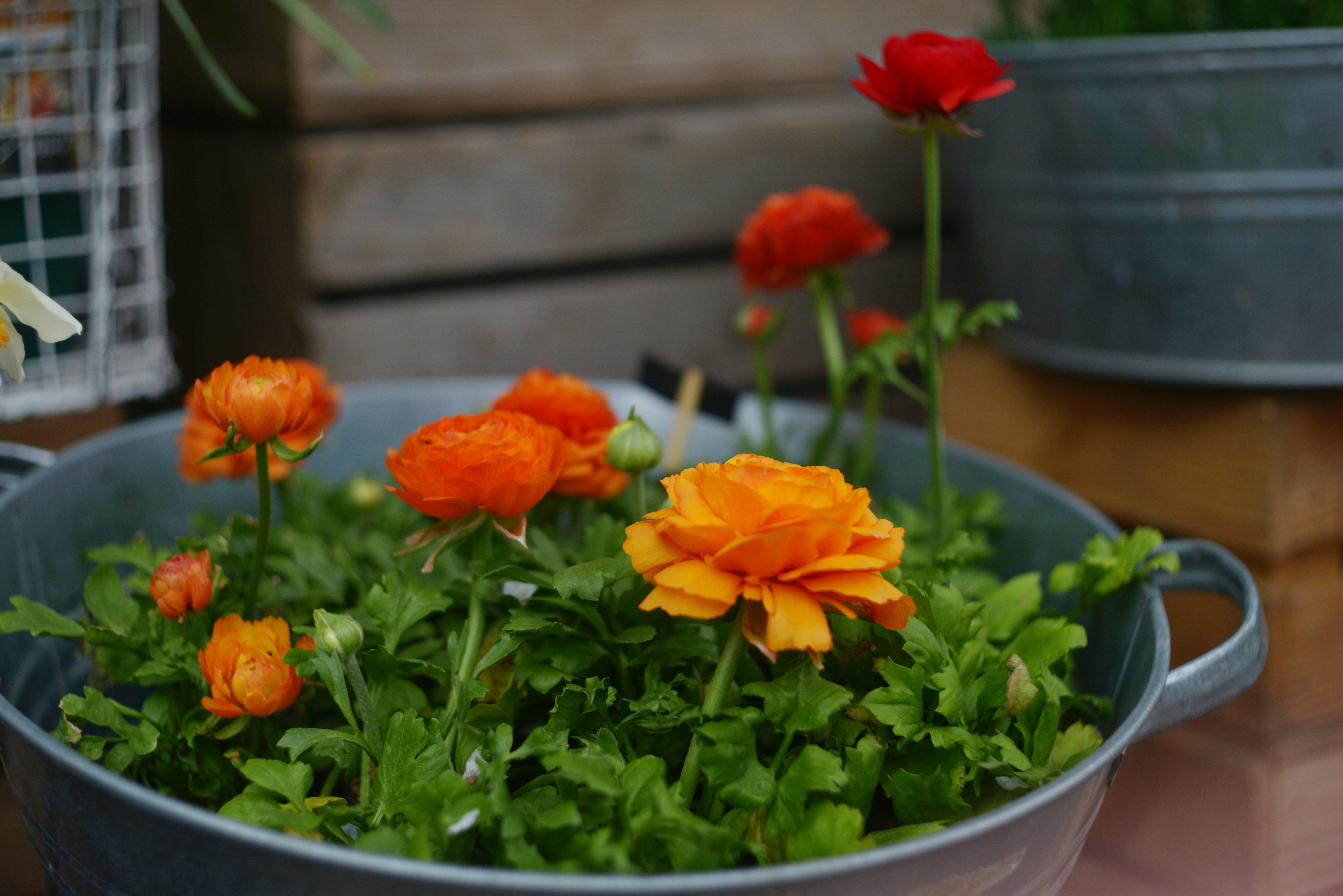 Orange marigolds in a metal tub garden scene