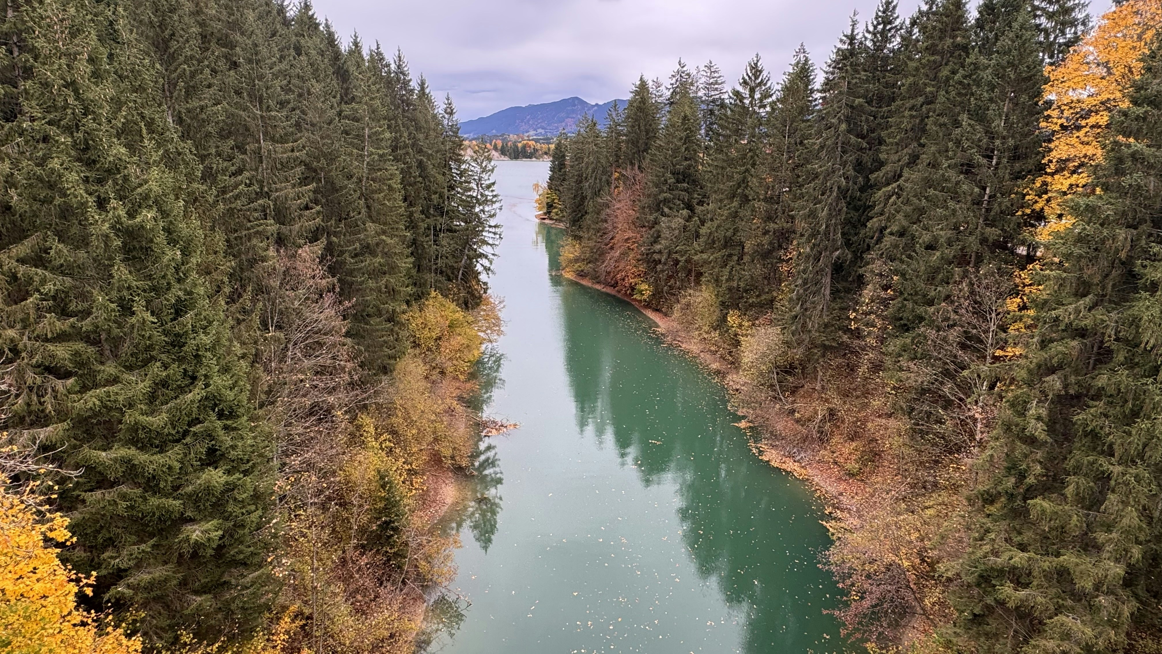 Emerald River Between Golden Pines