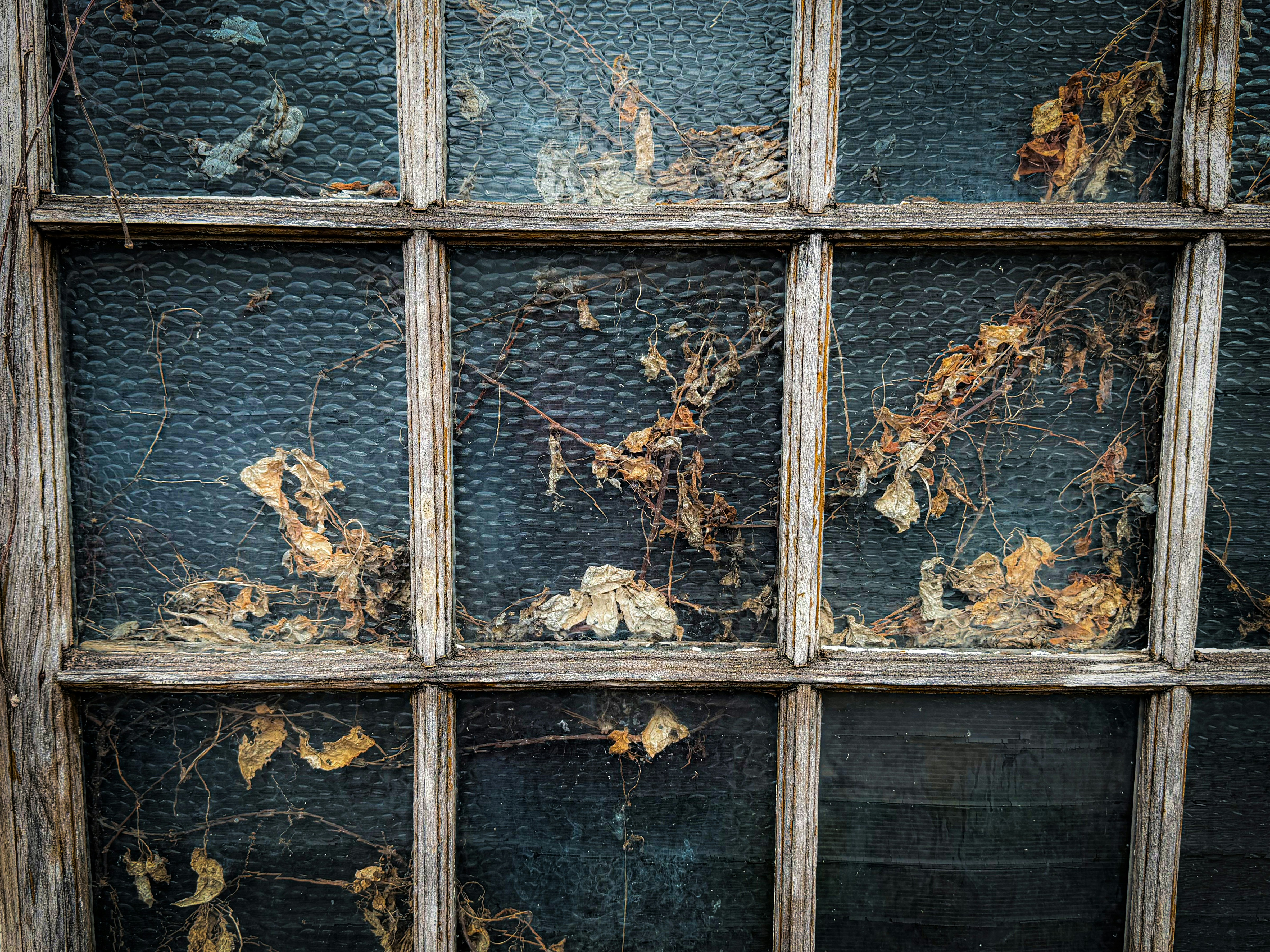 Desaturated Grid of Winter-Vine Trellis