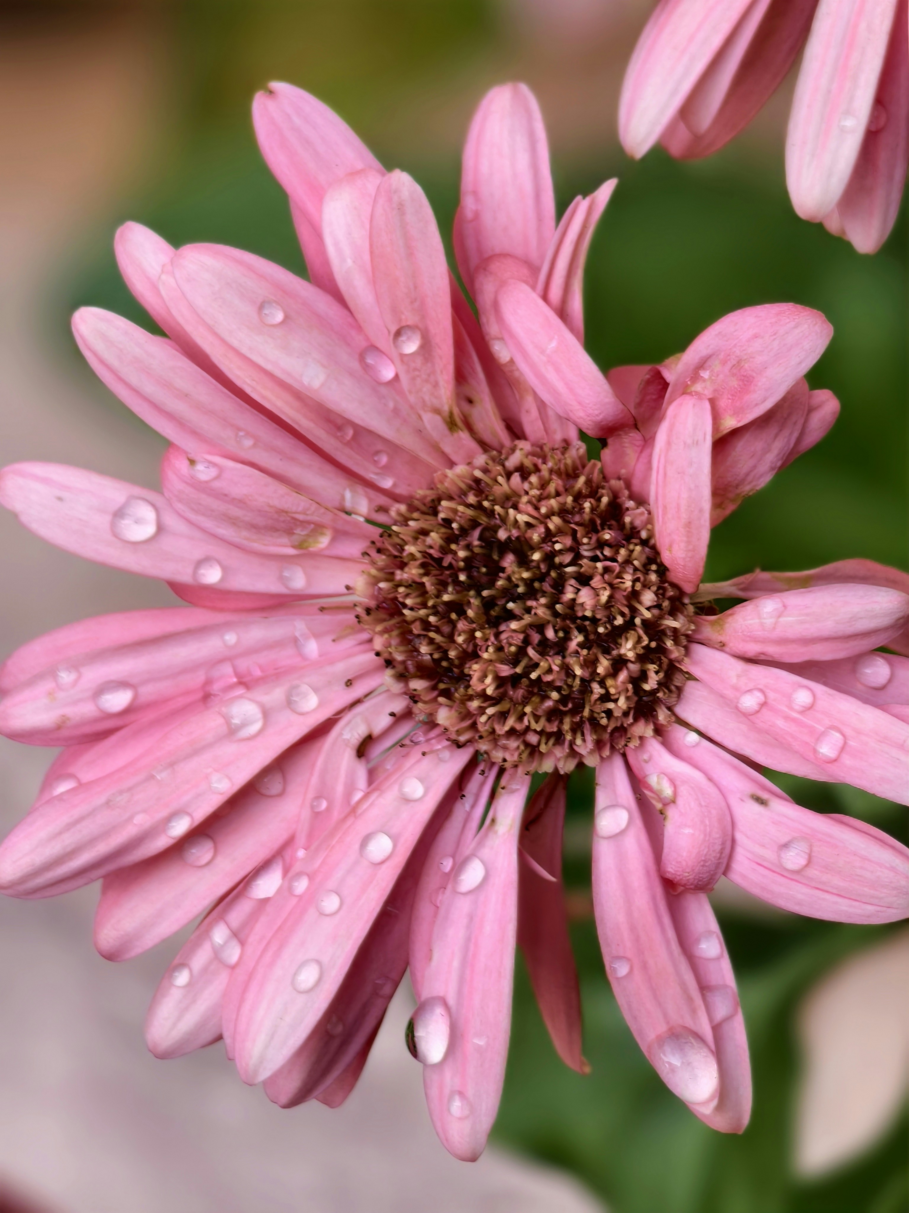Pink Gerbera in Dewy Focus: Centered Bloom with Water Droplets