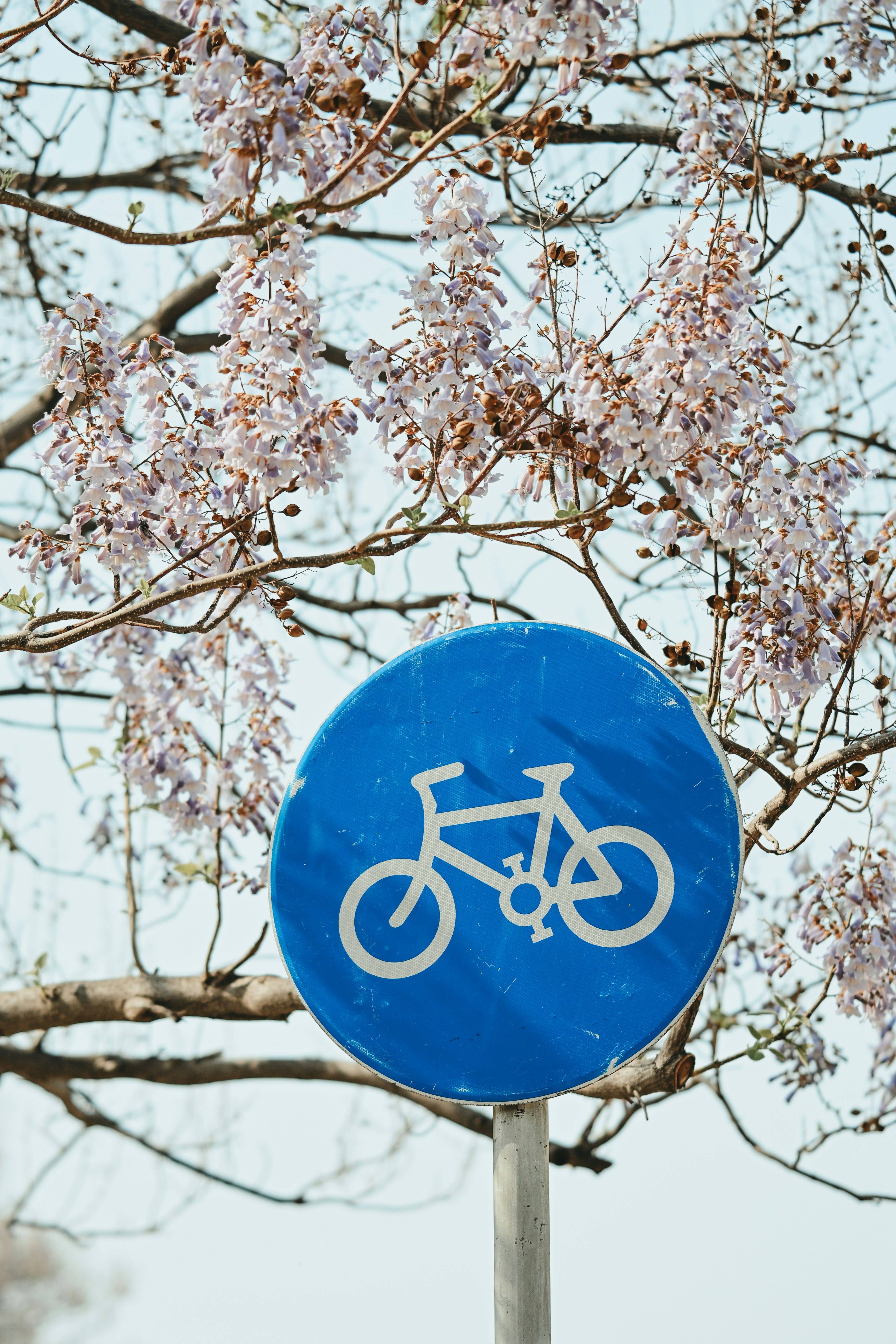Blue Bicycle Sign Dwarfed by Blooming Cherry Branches