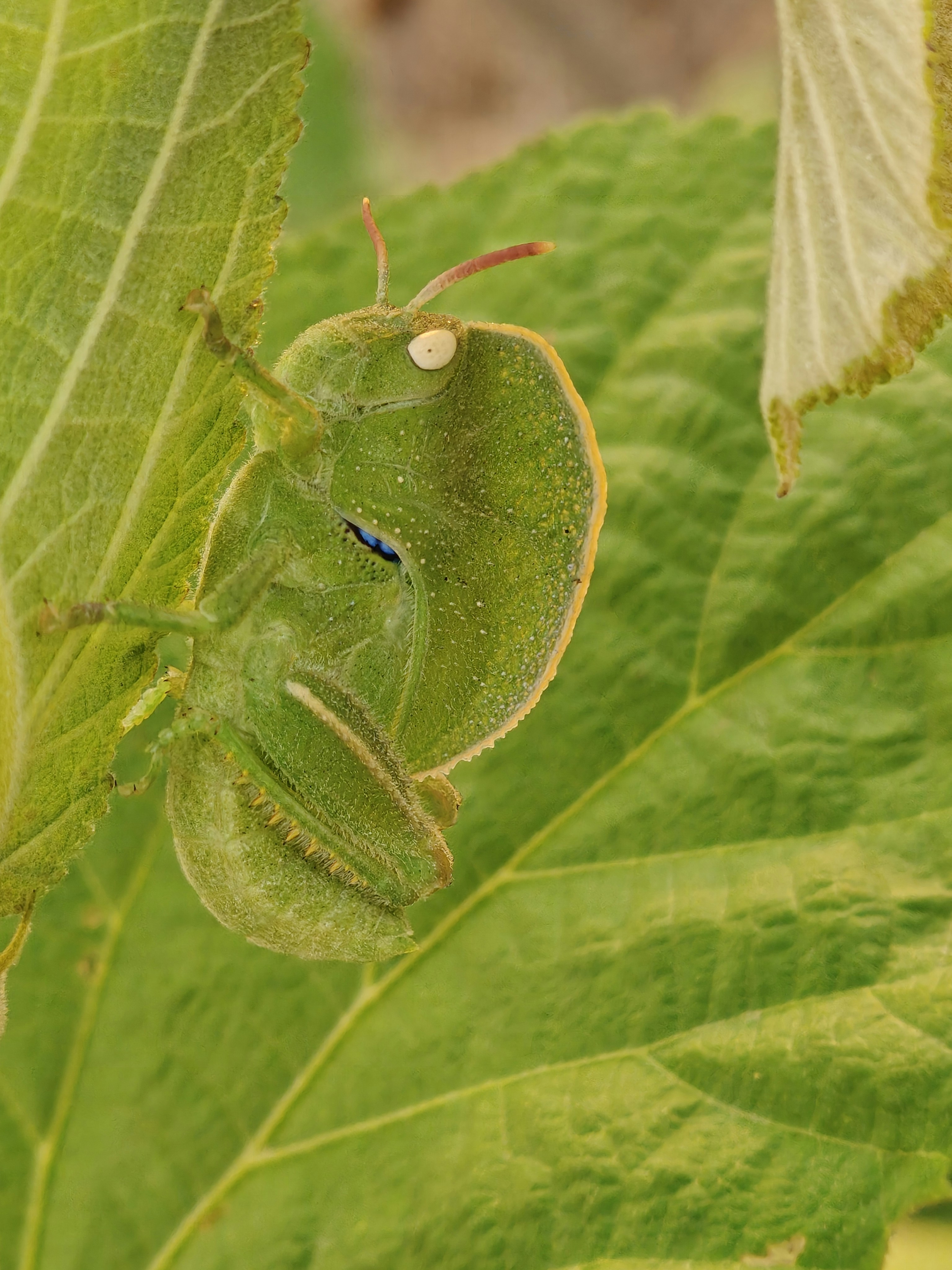 Emerald Shield: Close-Up of a Green Shieldbug Amid Leaf Veins