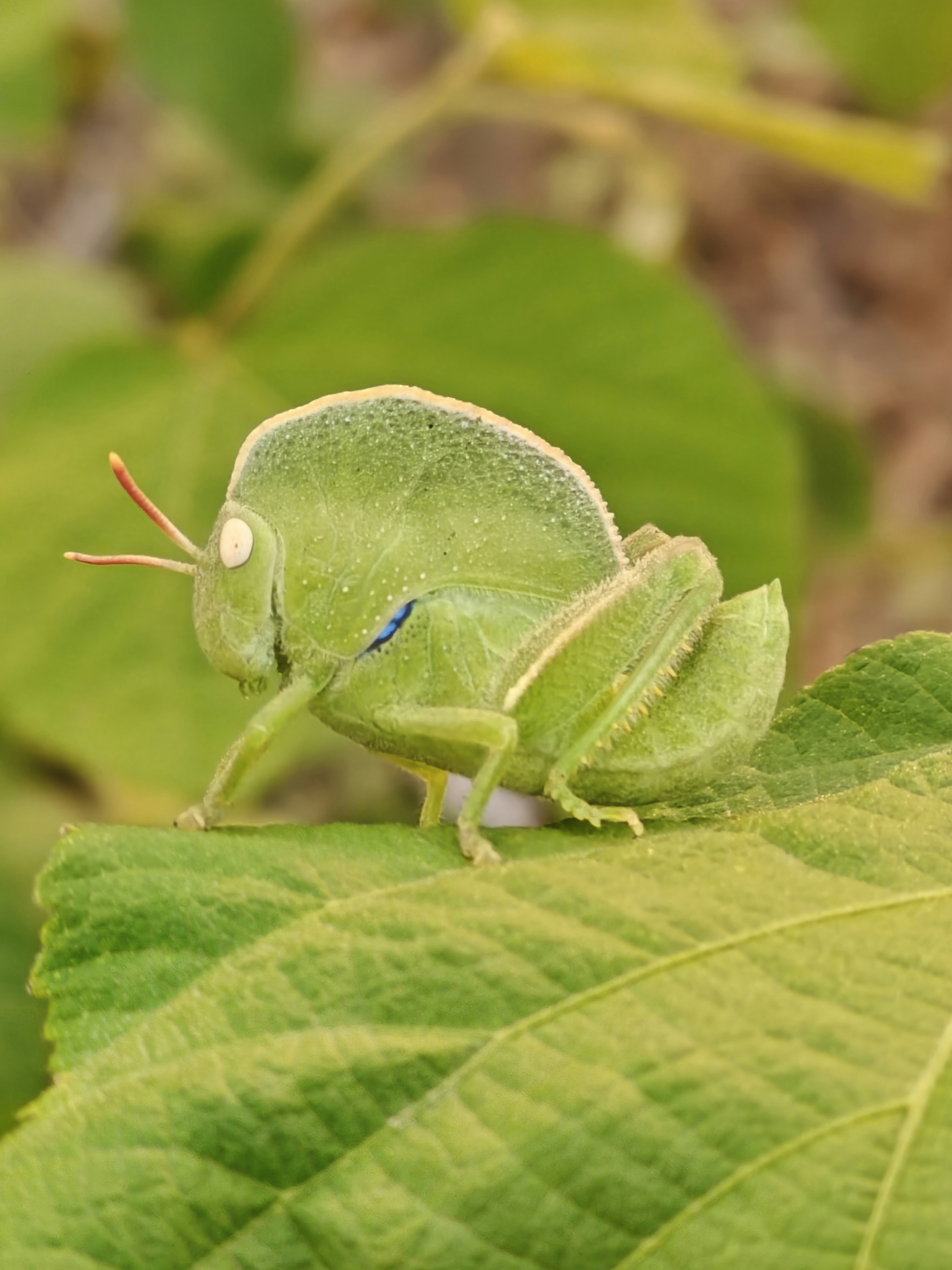 Verdant Shield: A Green Owl-Like Mantis on a Leaf