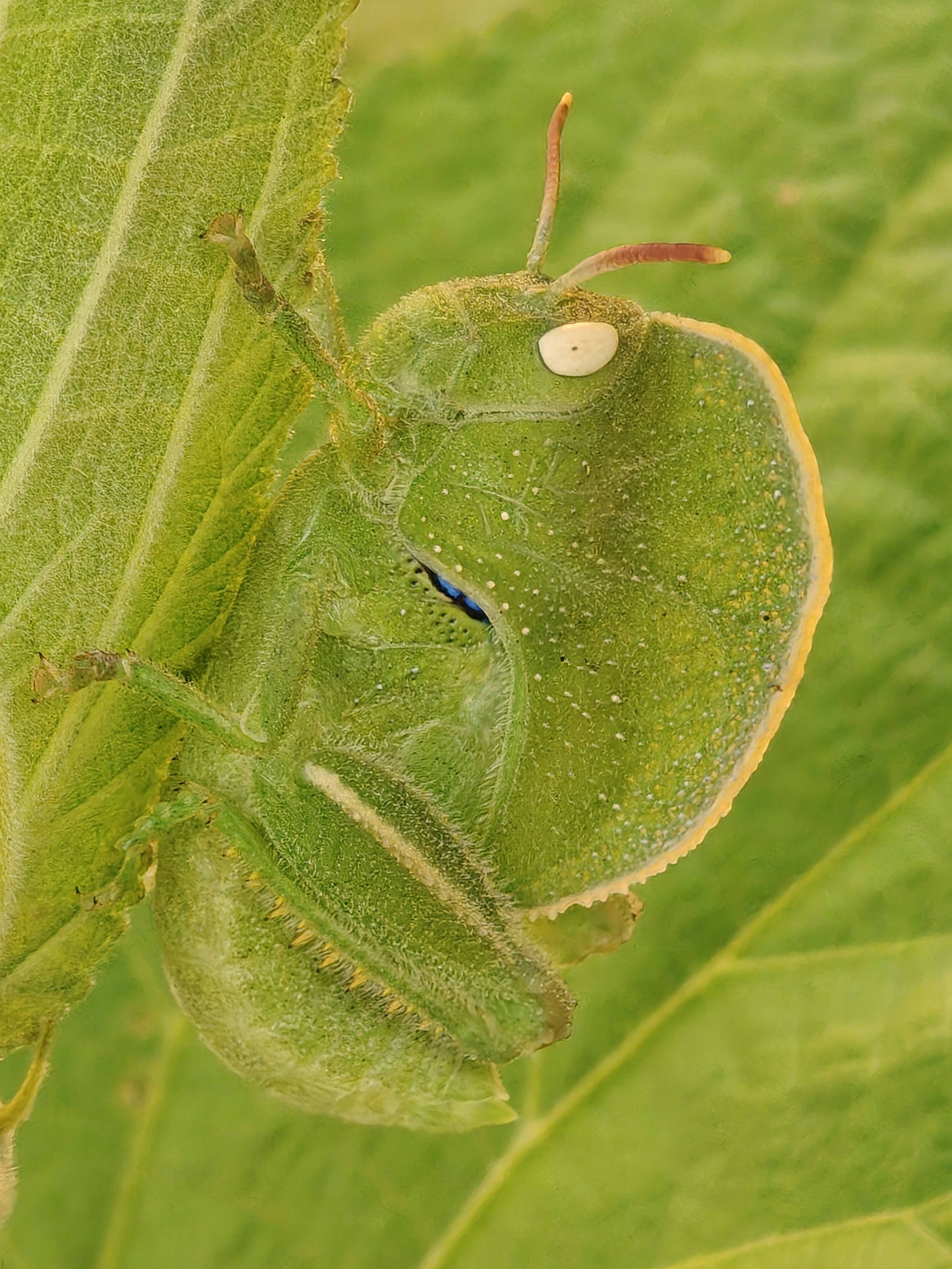 Emerald Nightshade: A Close-Up of a Leaf-Mantled Luna Moth