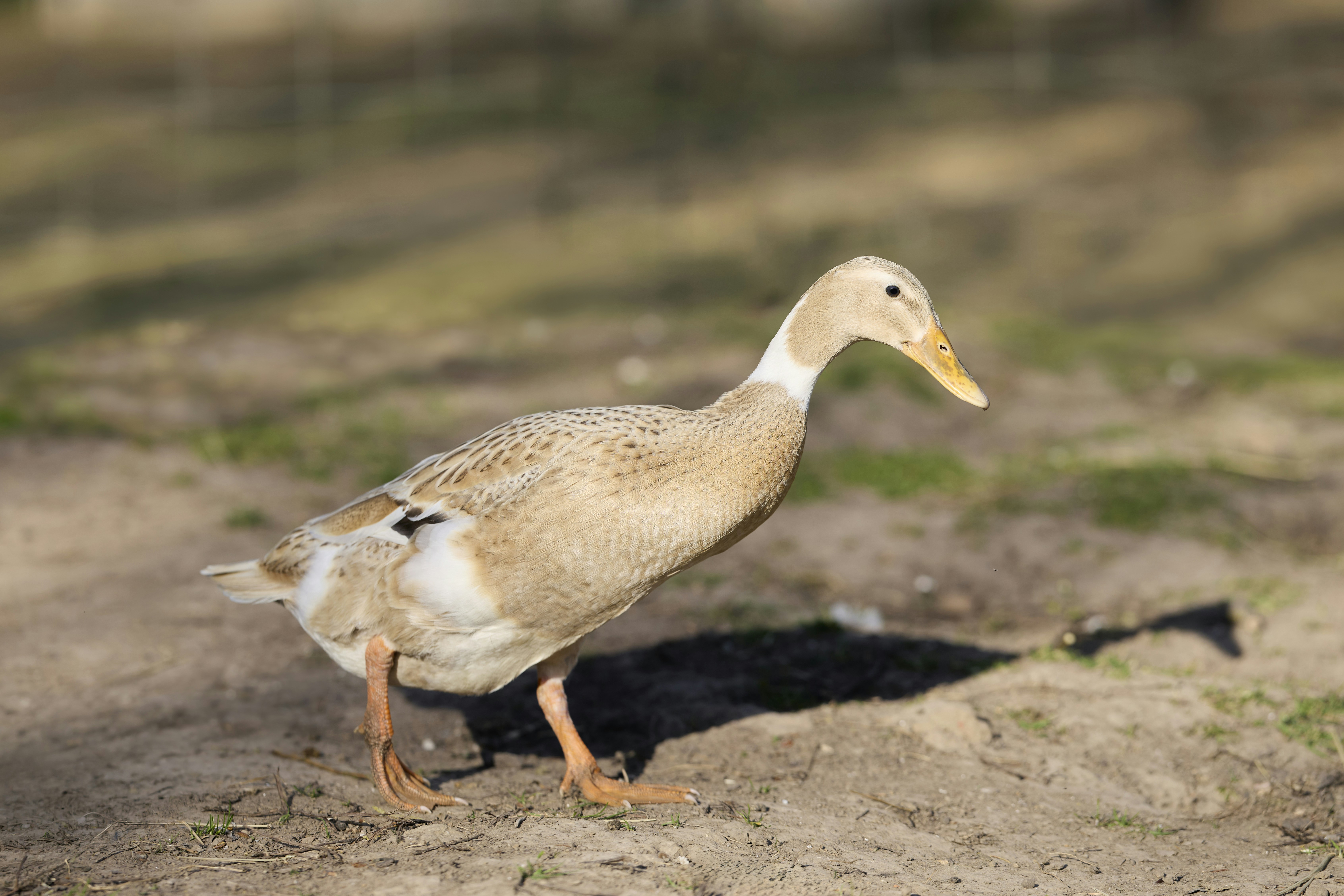 Grounded Wanderer: A Duck in Sunlit Steps