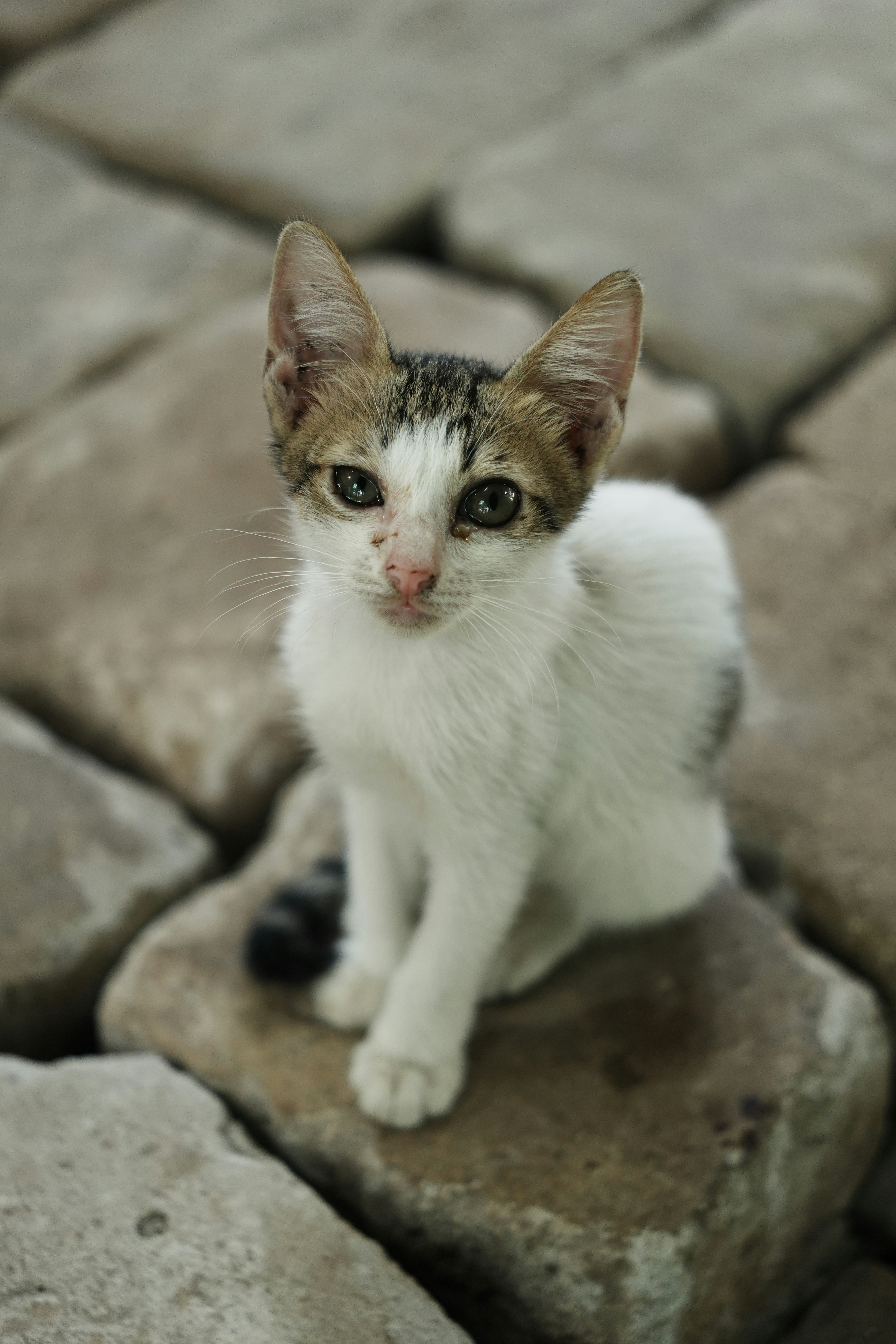 Curious Kitten Among the Stones