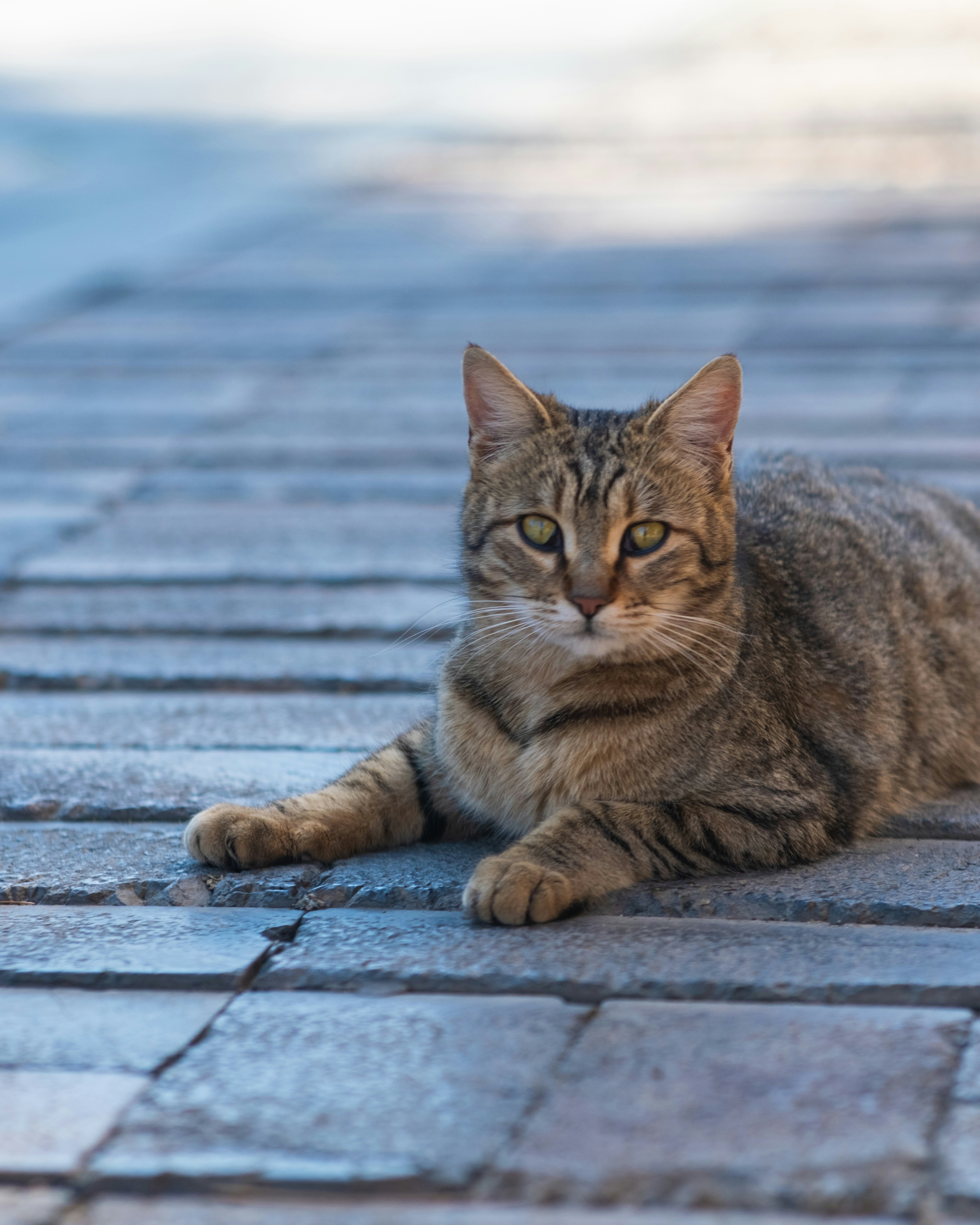 Portrait of a Curious Cat Reposing on Weathered Tiles