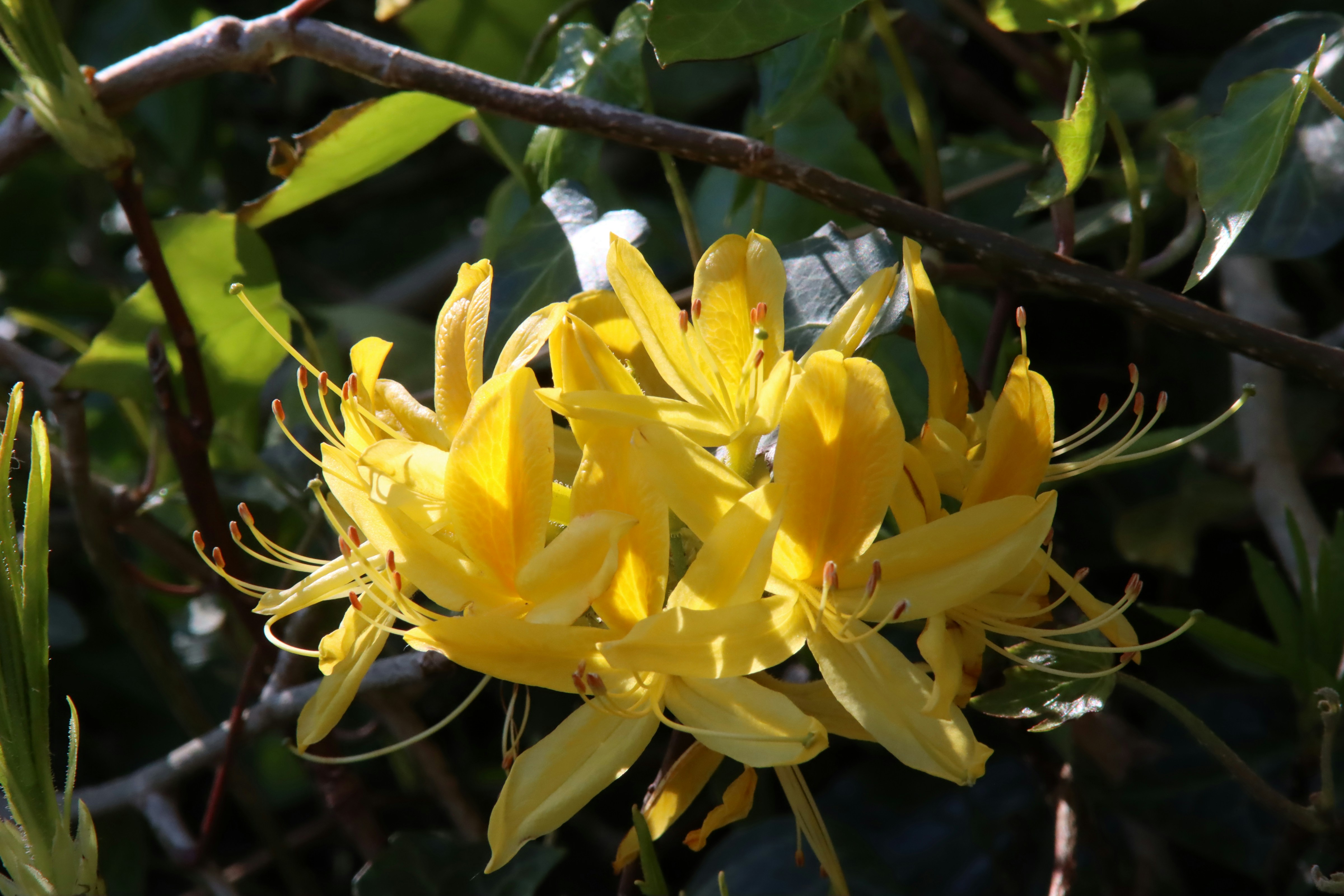 Golden cluster of azalea blooms bathed in dappled sunlight