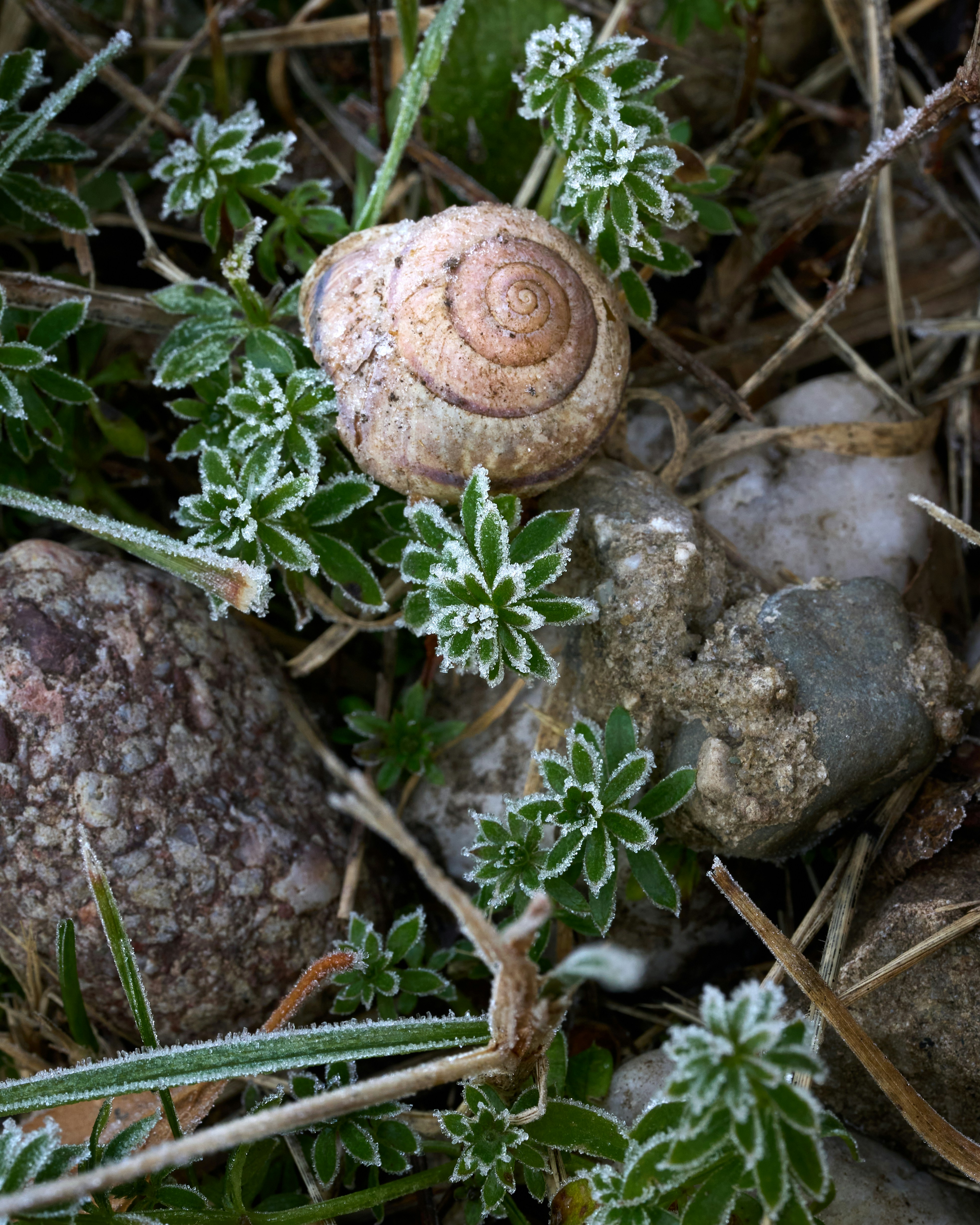 Frosted Spiral Among Pebbles