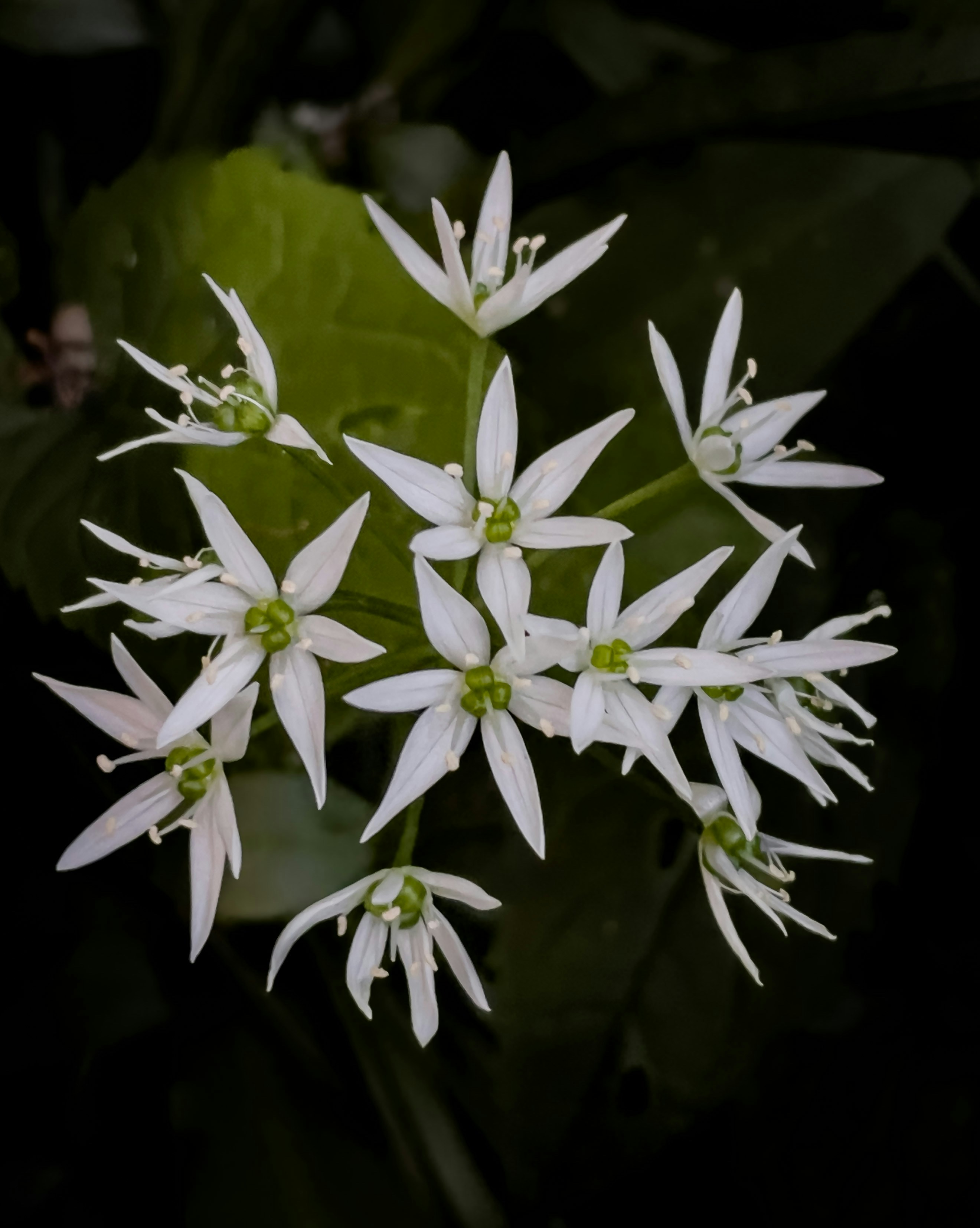 Cluster of White Starburst Flowers in a Dark Backdrop