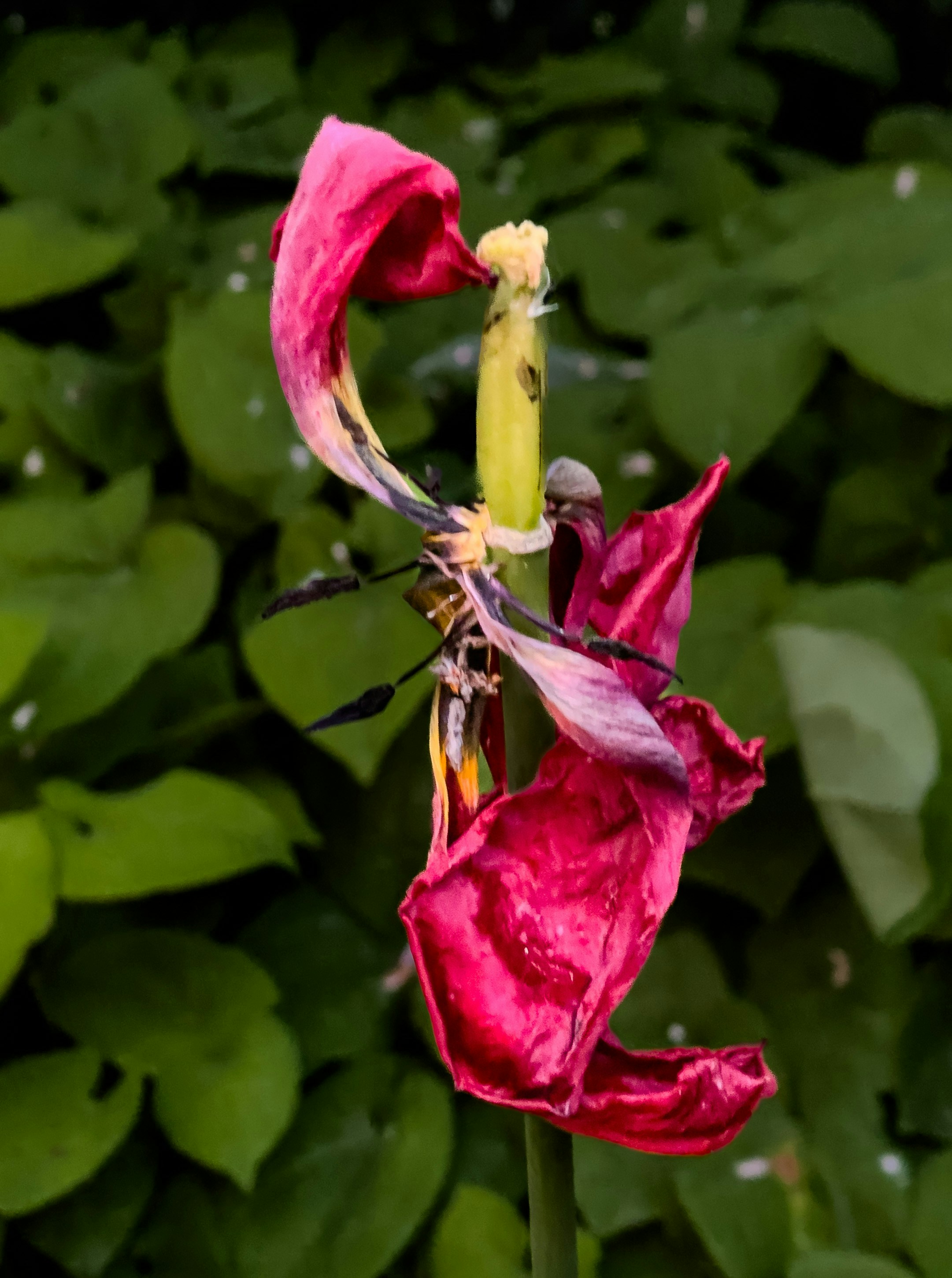 Withered Red Iris on a Green Curtain
