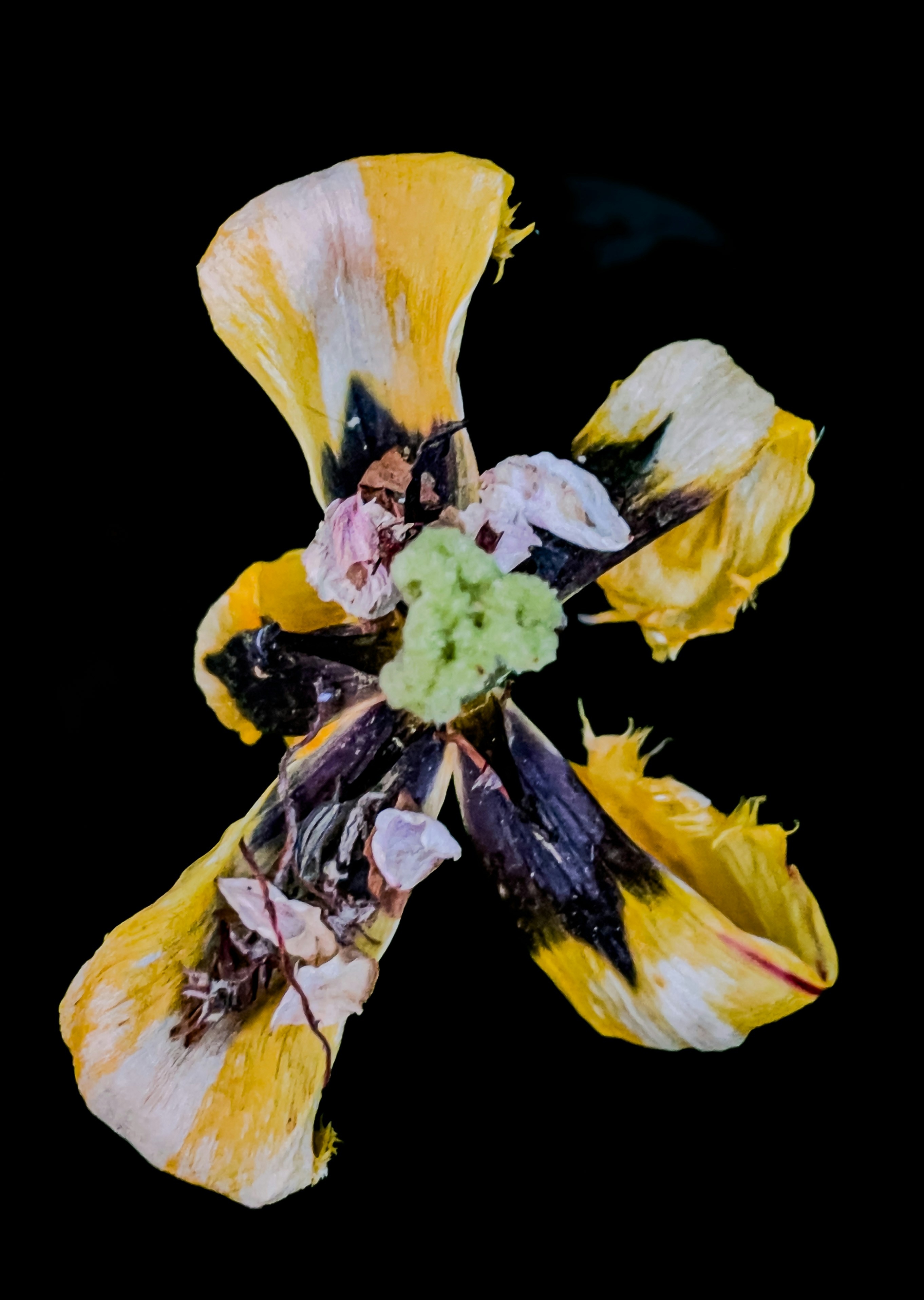 Charred Petals: A Cross-Shaped Floral Fragment Against Night
