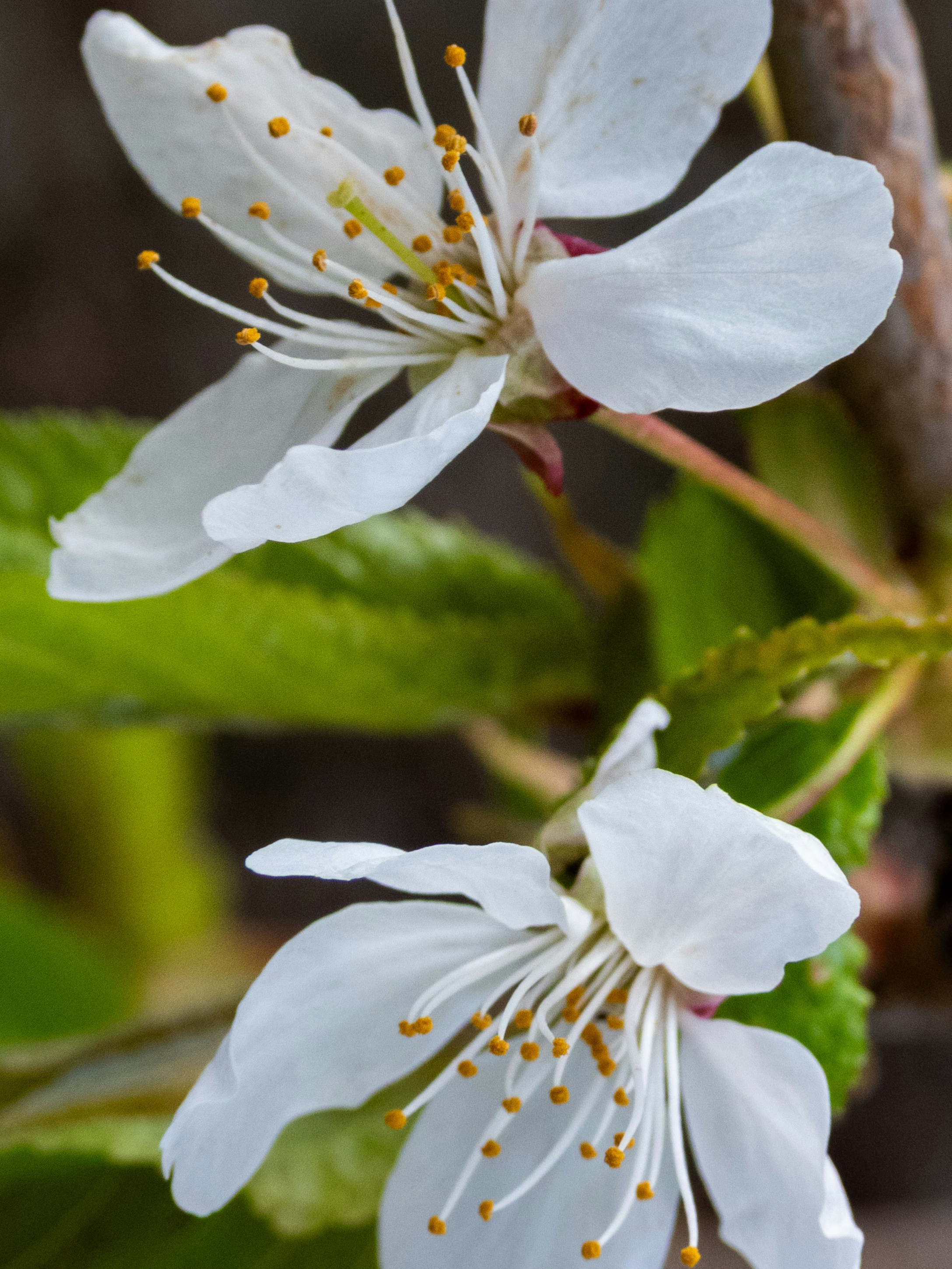 White Blossom Duo: Delicate Anthers Against a Verdant Backdrop