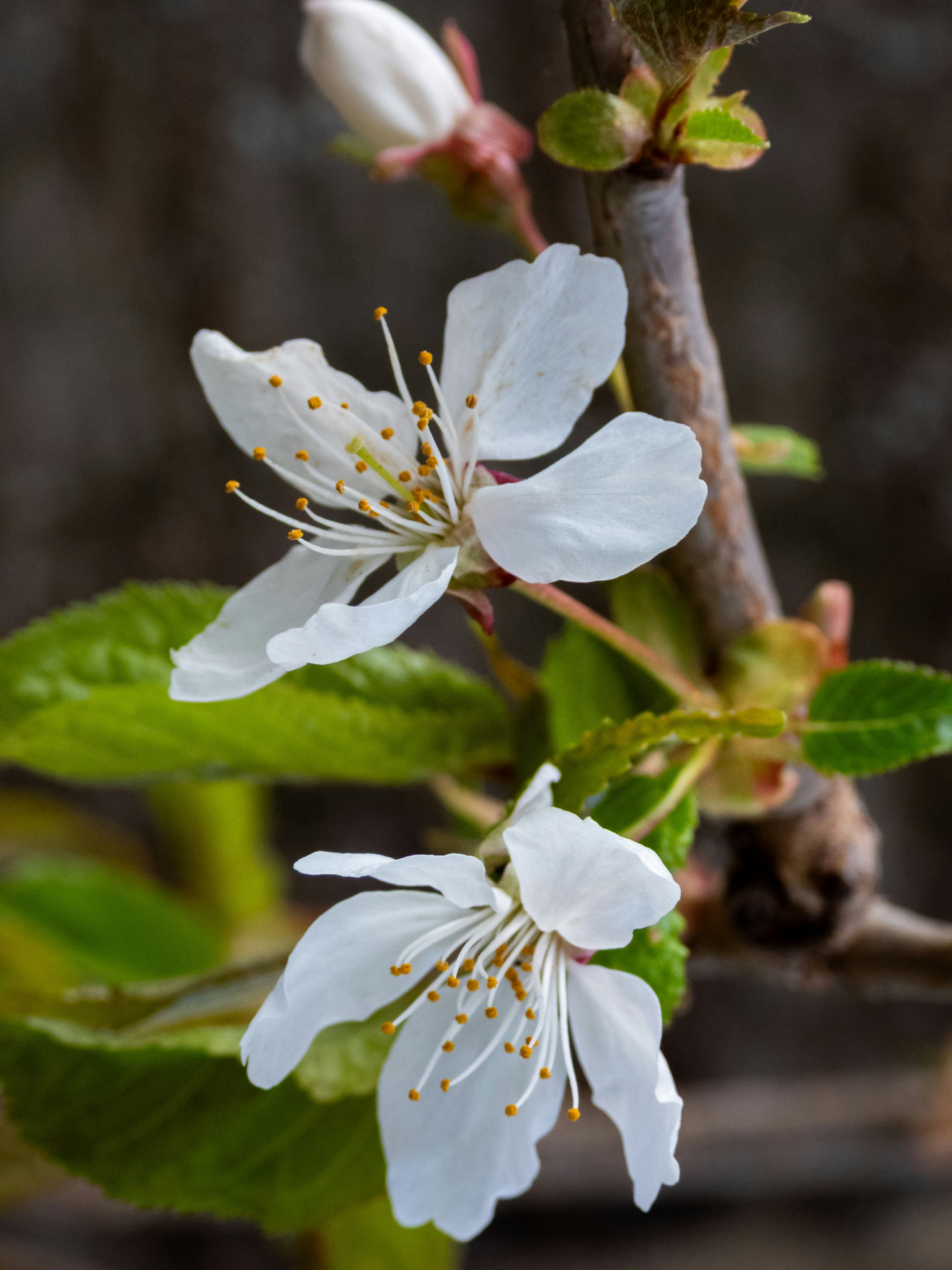White petals in spring bloom: a close-up of delicate blossoms