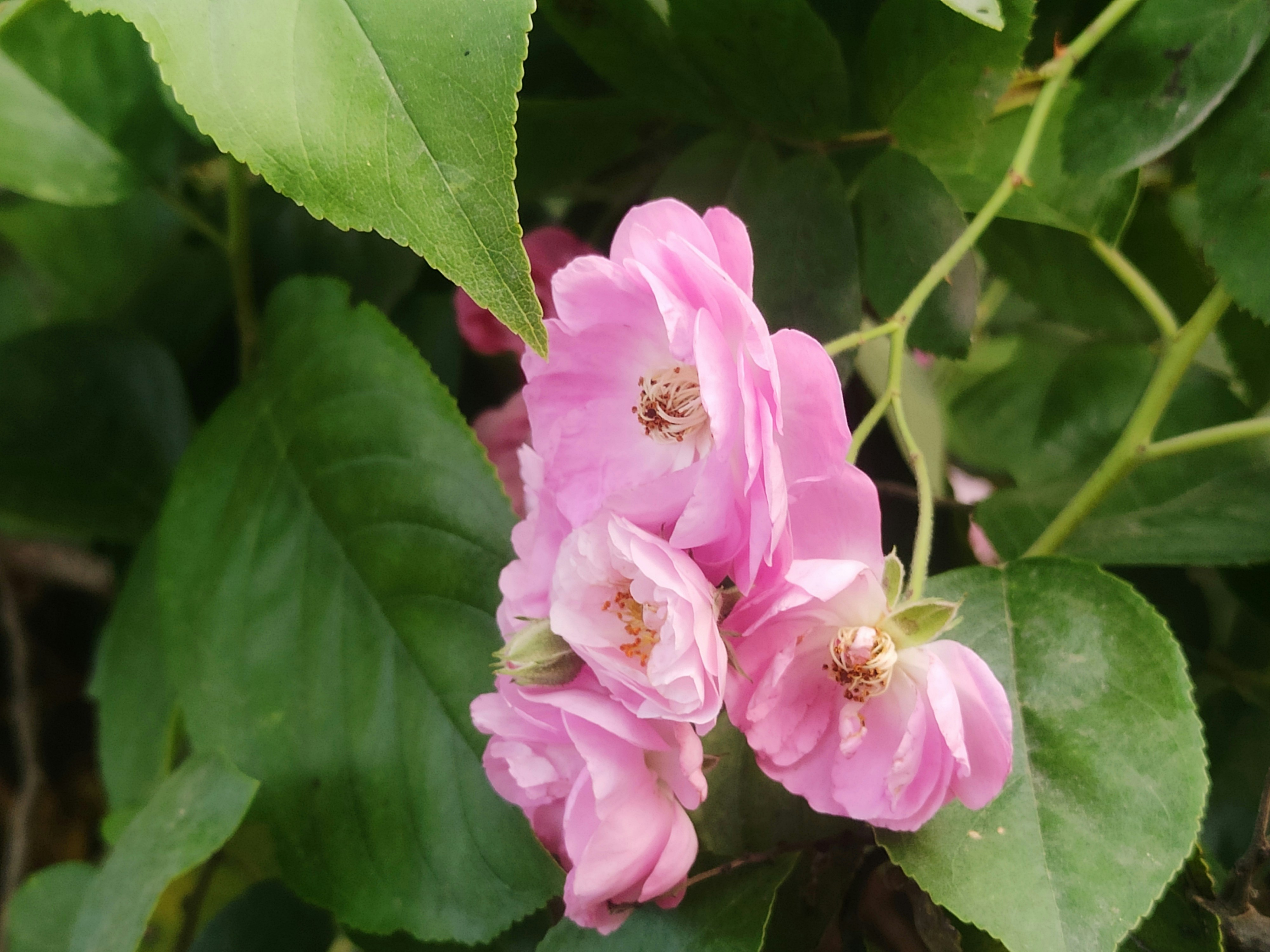 Soft Pink Camellia Cluster in a Leafy Patch