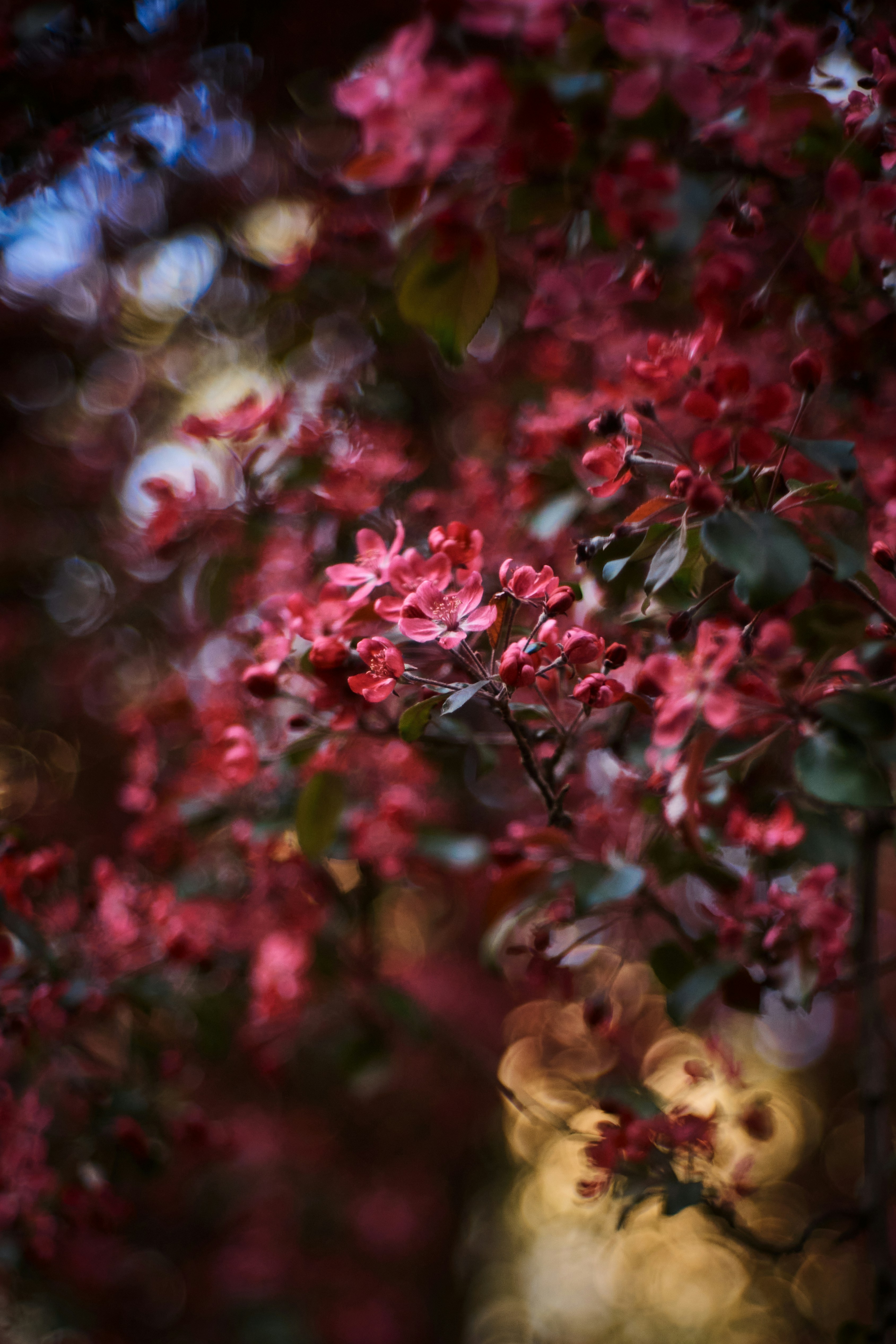 Crimson blossoms in a dreamy bokeh garden