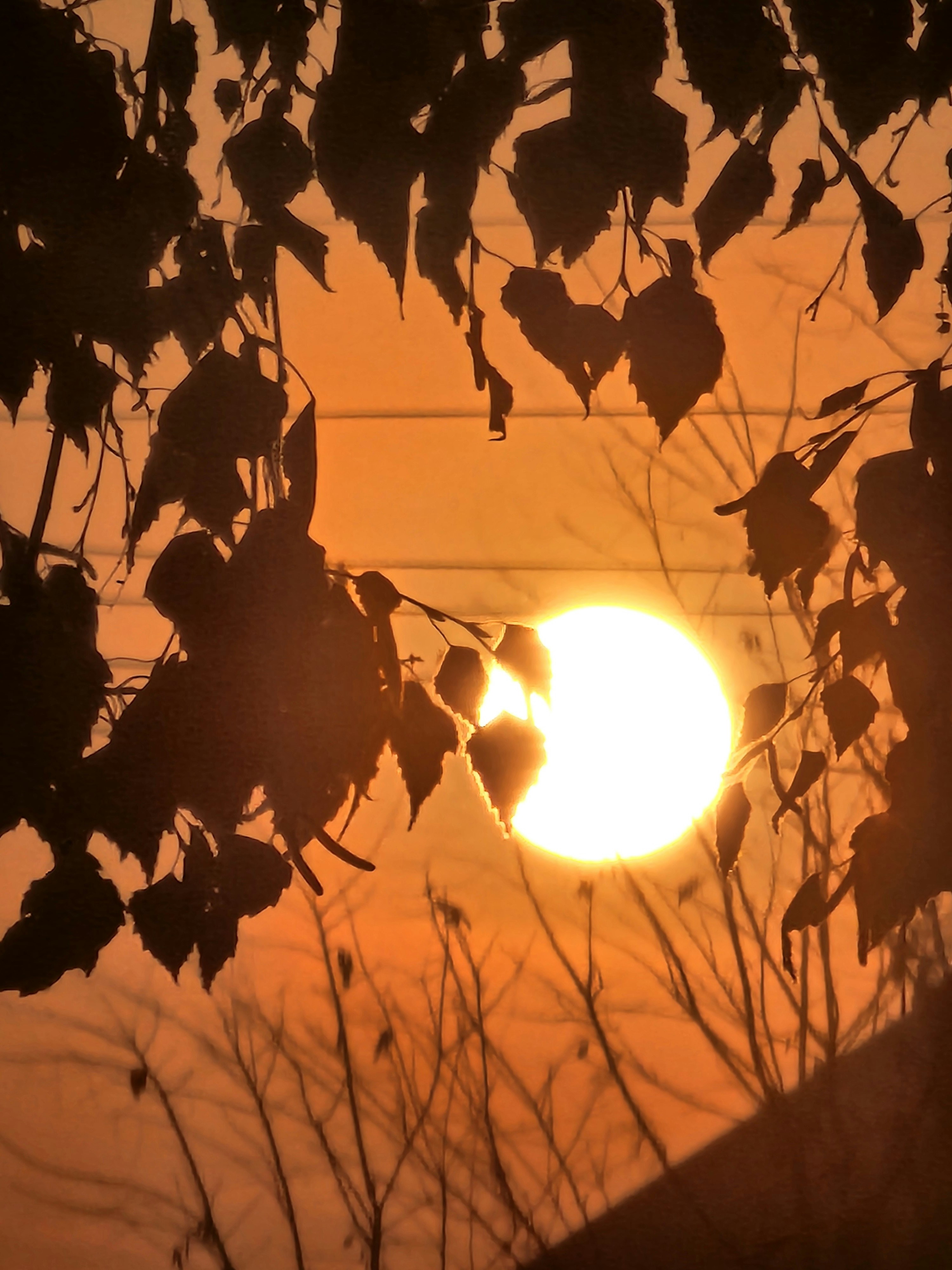 Sunset Silhouette: Leaves Framing a Blazing Orb