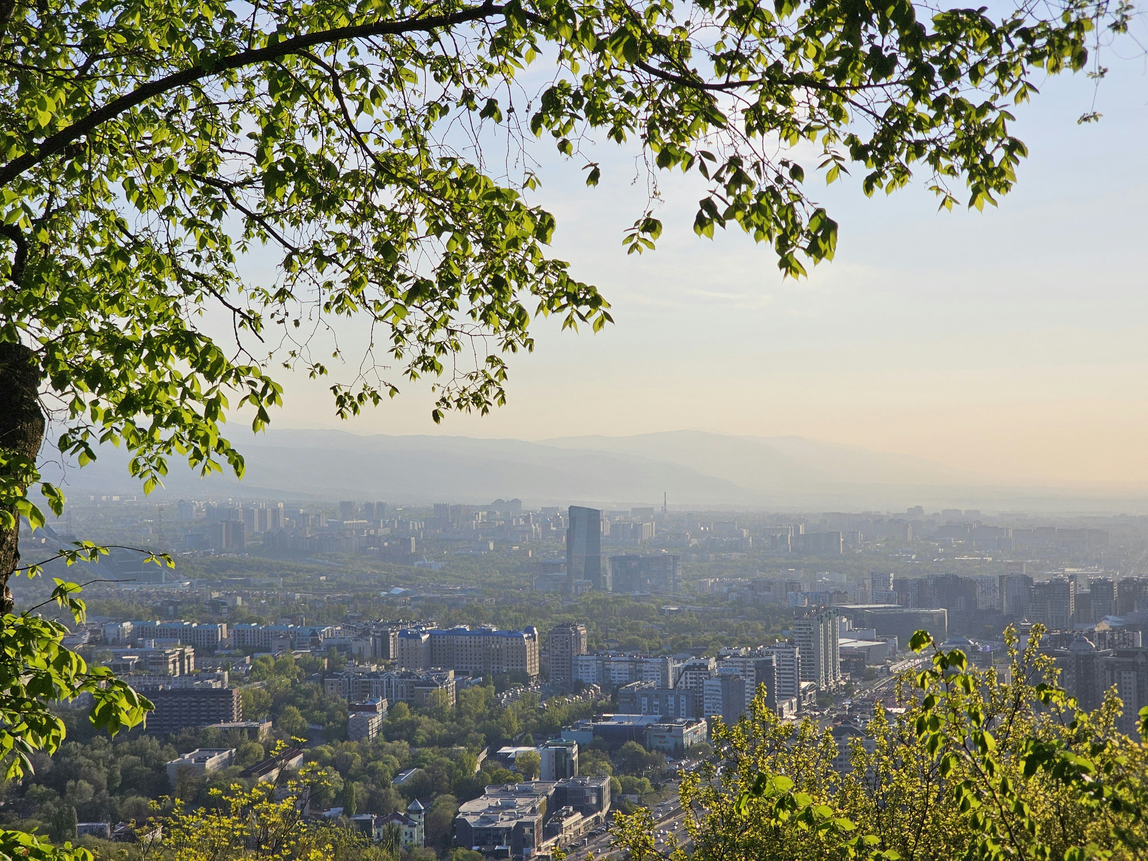 City Horizon from a Leaf-Lined Overlook